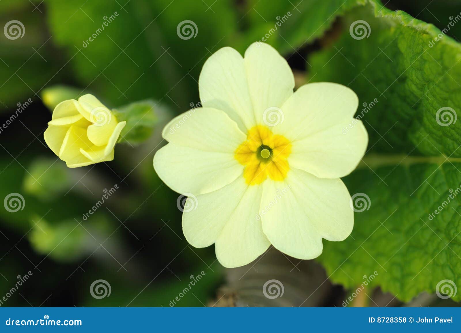 Primrose Flower And Bud (primula Vulgaris) Stock Photo - Image: 8728358