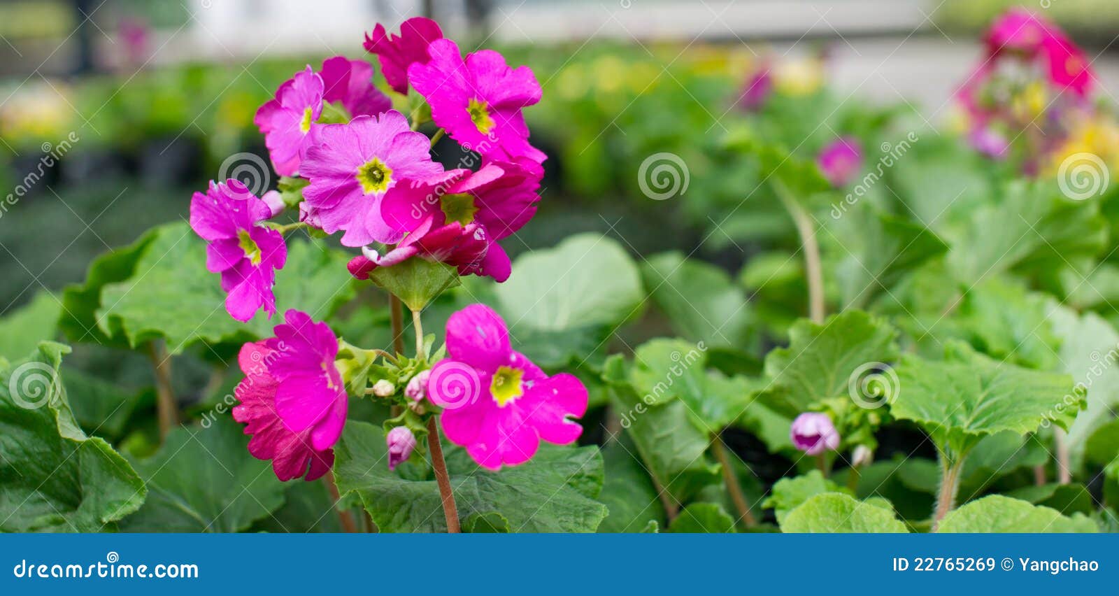 Primrose flower closeup stock image. Image of blossom - 22765269