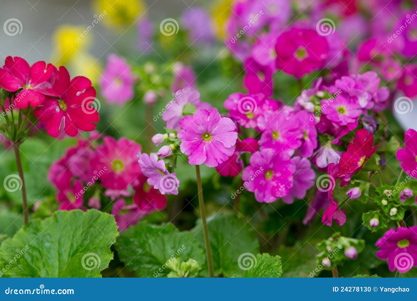 Primrose flower closeup stock photo. Image of decorative - 24278130