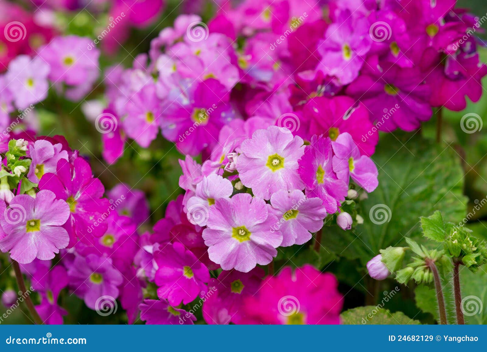 Primrose flower closeup stock image. Image of primrose - 24682129