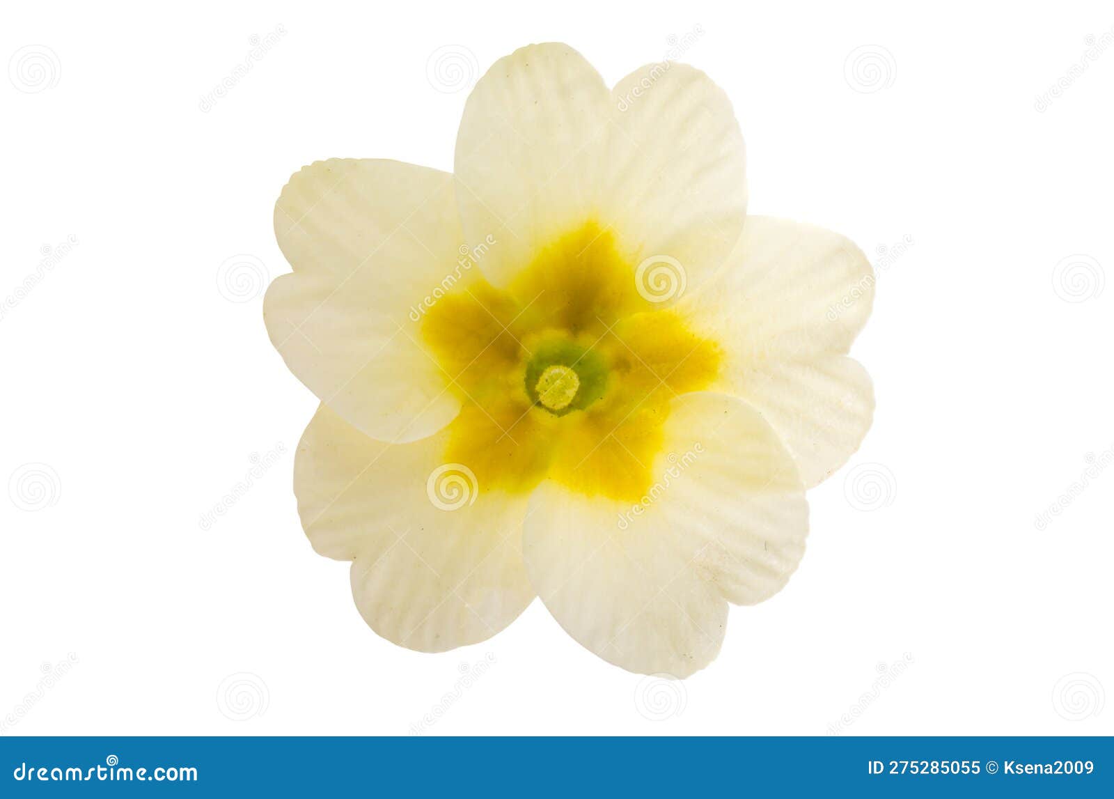 Primrose flower isolated stock image. Image of isolated - 275285055