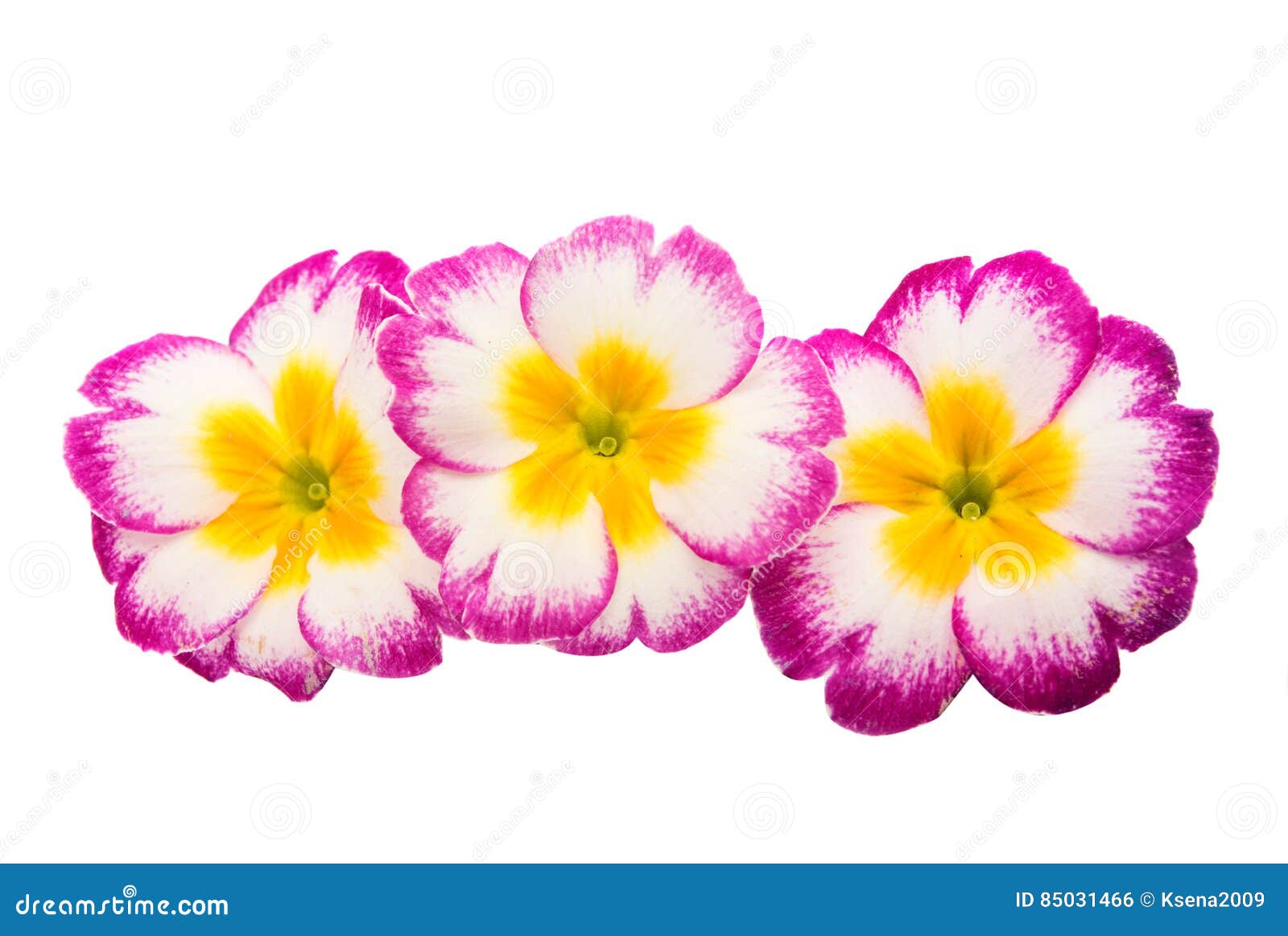 Primrose flower isolated stock photo. Image of text, seasonal - 85031466