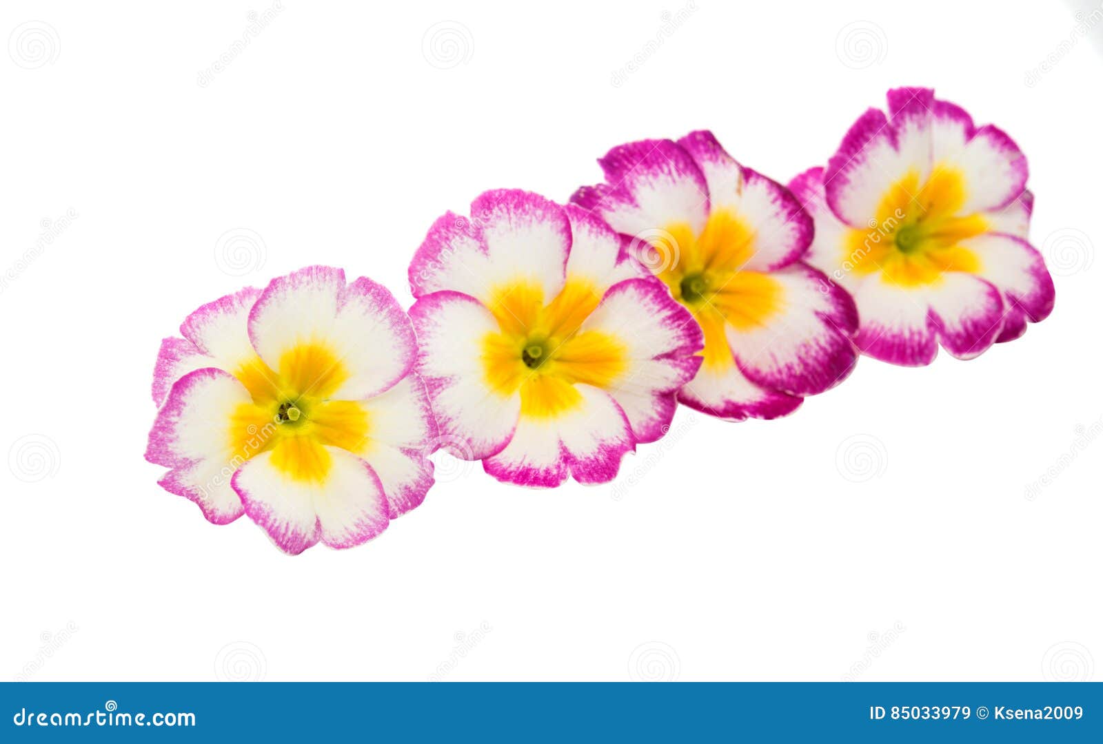 Primrose flower isolated stock image. Image of nature - 85033979