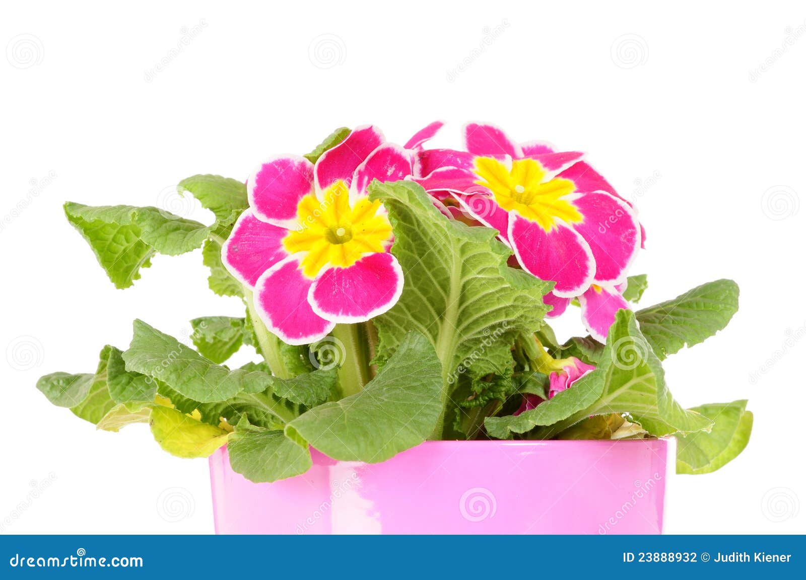 Primrose in flower pot stock photo. Image of season, nature - 23888932