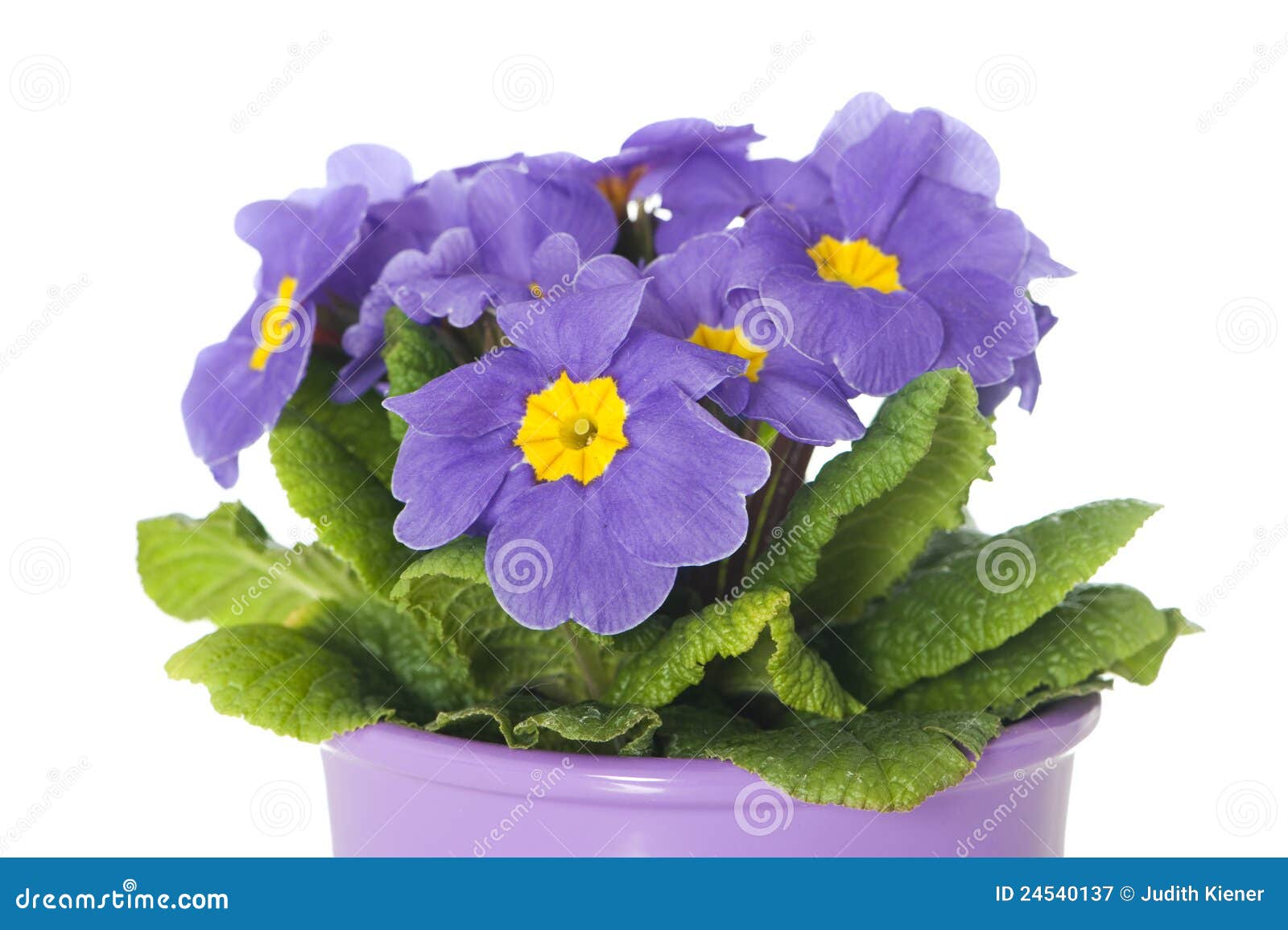 Primrose in flower pot stock image. Image of happy, plant - 24540137