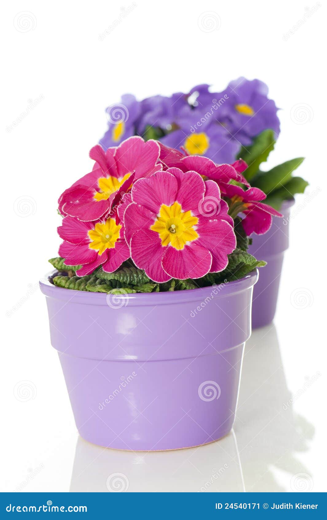 Primrose in flower pot stock image. Image of isolated - 24540171