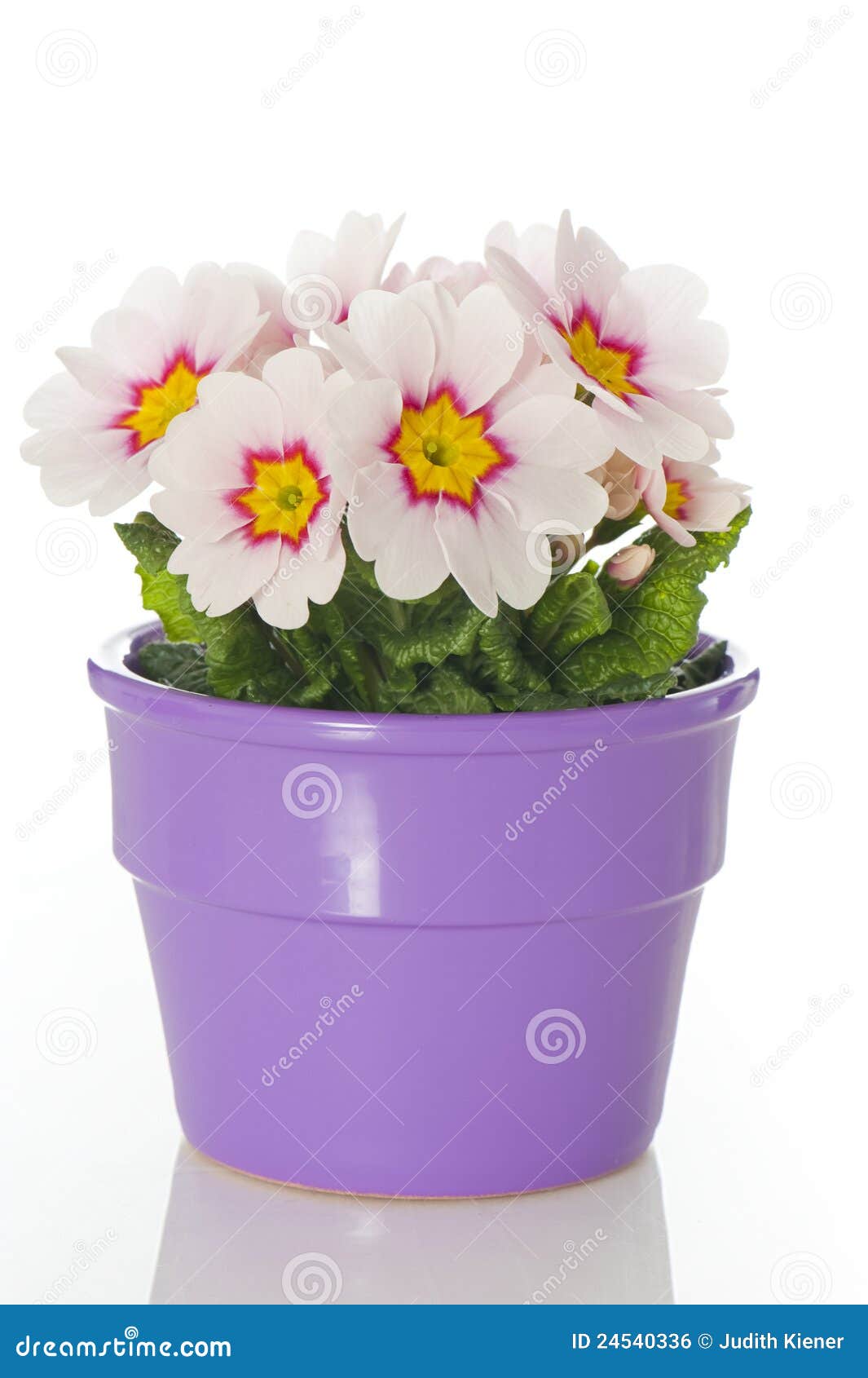 Primrose in flower pot stock photo. Image of bloom, white - 24540336