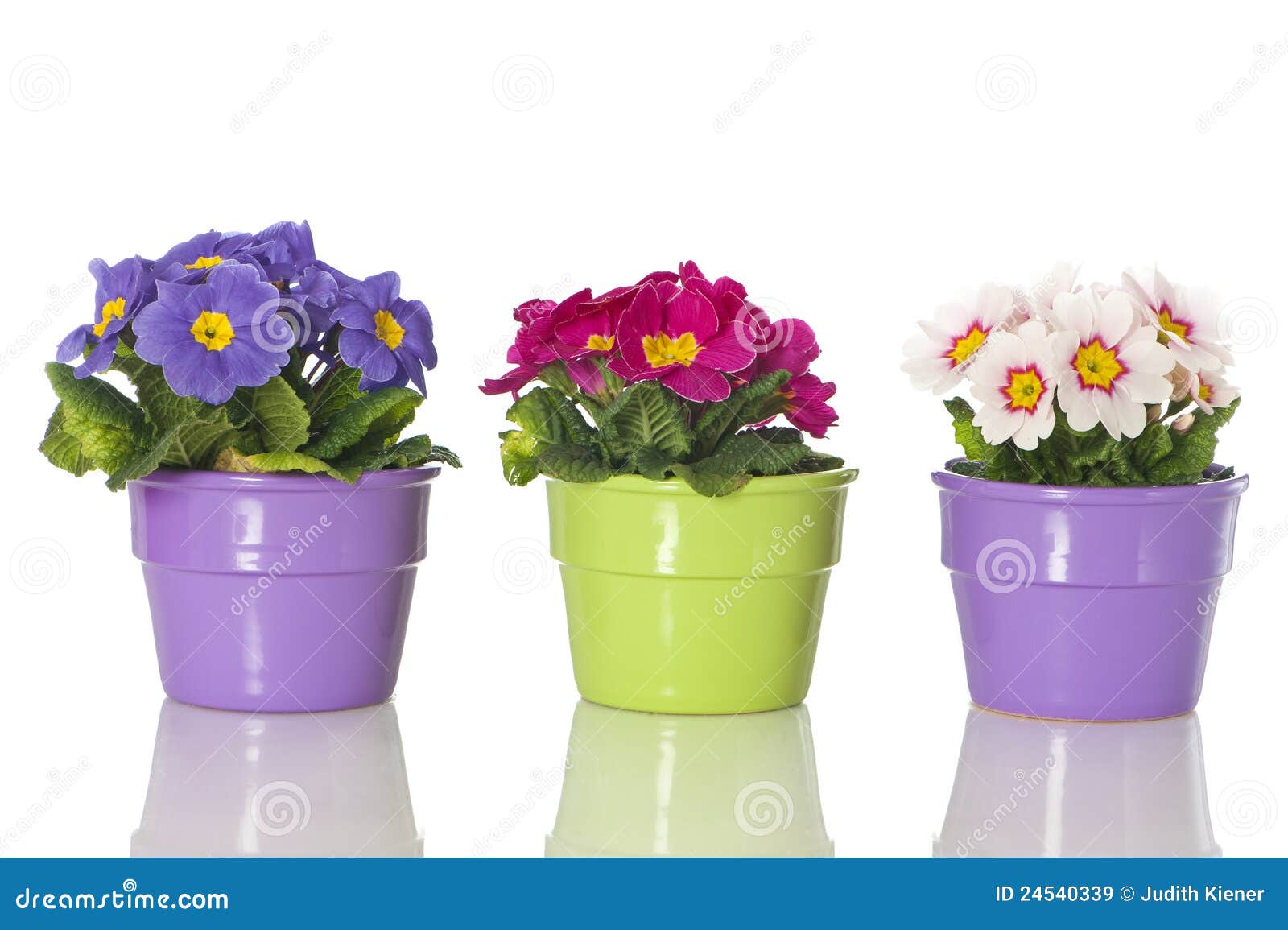 Primrose in flower pot stock image. Image of white, flower - 24540339