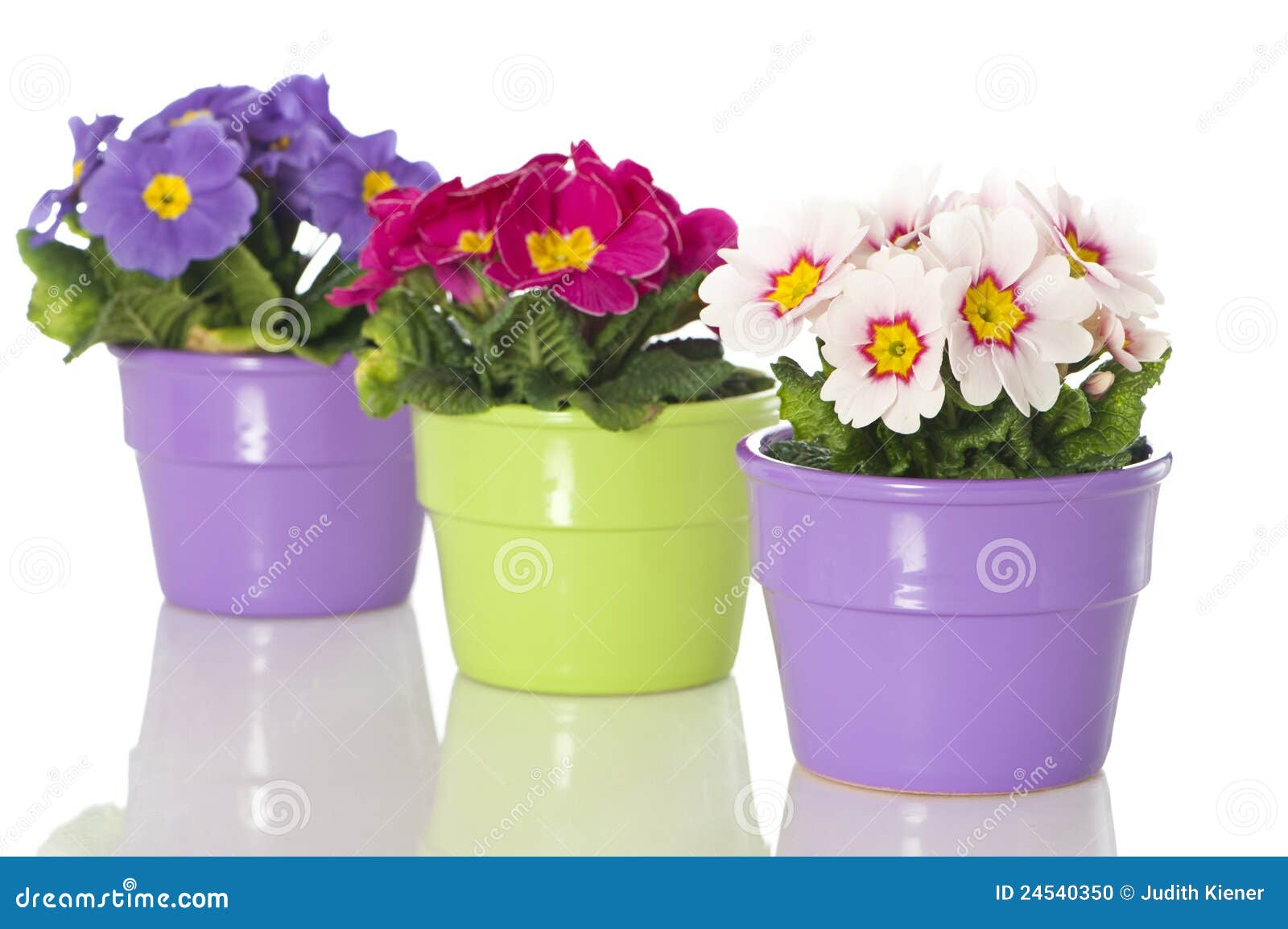 Primrose in flower pot stock photo. Image of gartenprimel - 24540350