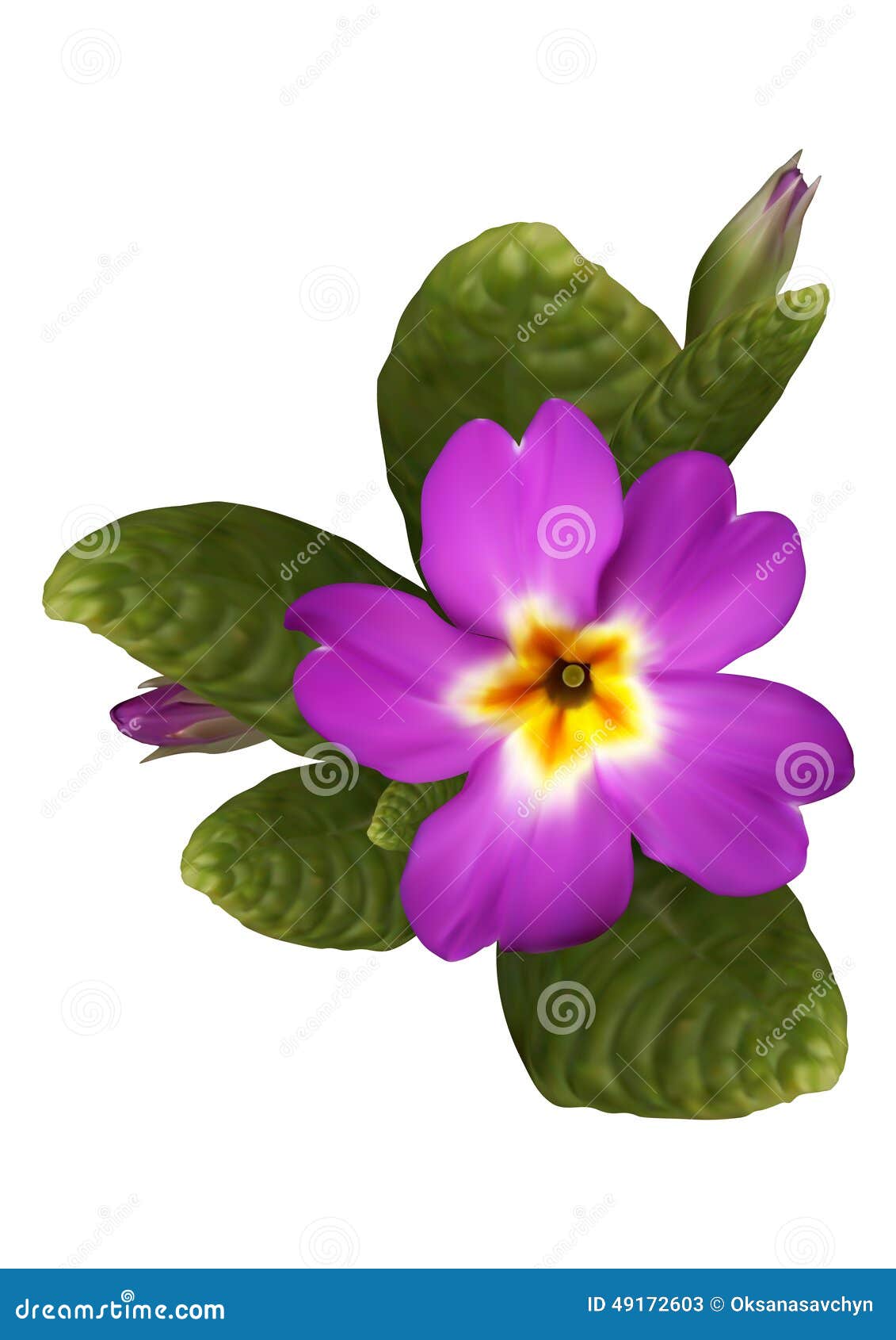 Primrose Flower Line Art, Vector Illustration, Hand-drawn Pencil Sketch ...