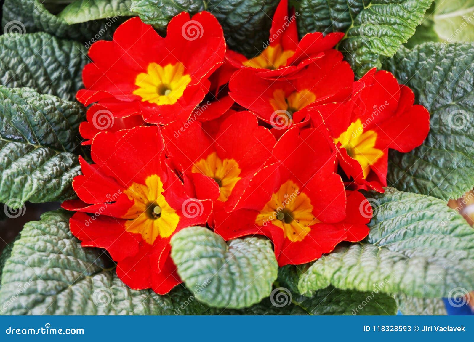 Primrose flower texture stock image. Image of blanket - 118328593