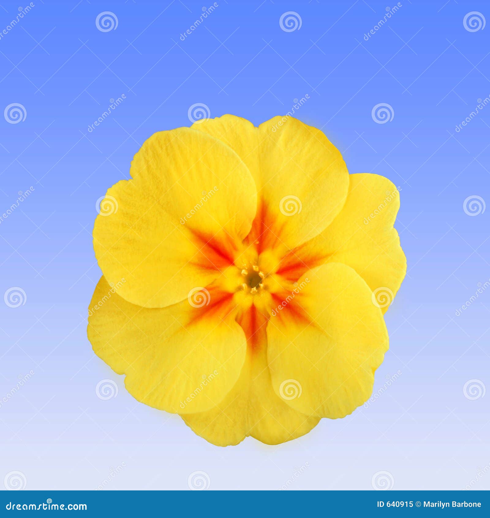 Primrose Flowerhead Stock Photos - Free & Royalty-Free Stock Photos ...