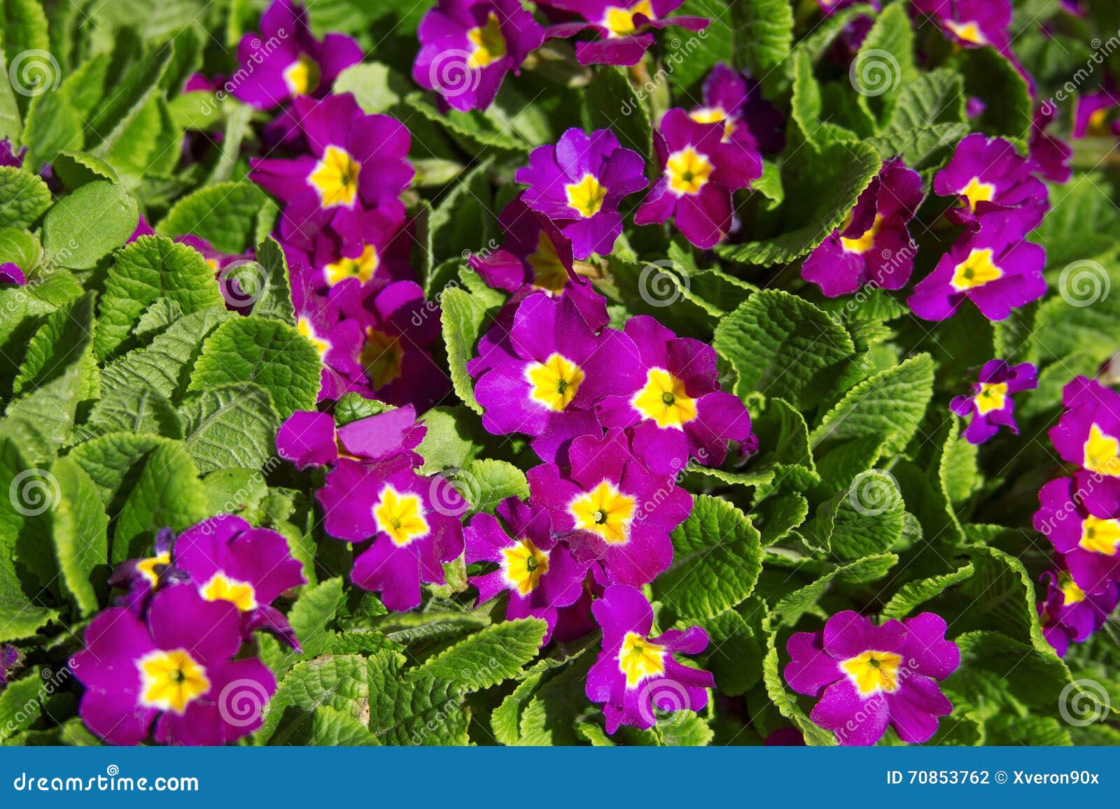 15,465 Primrose Flowers Background Stock Photos - Free & Royalty-Free ...