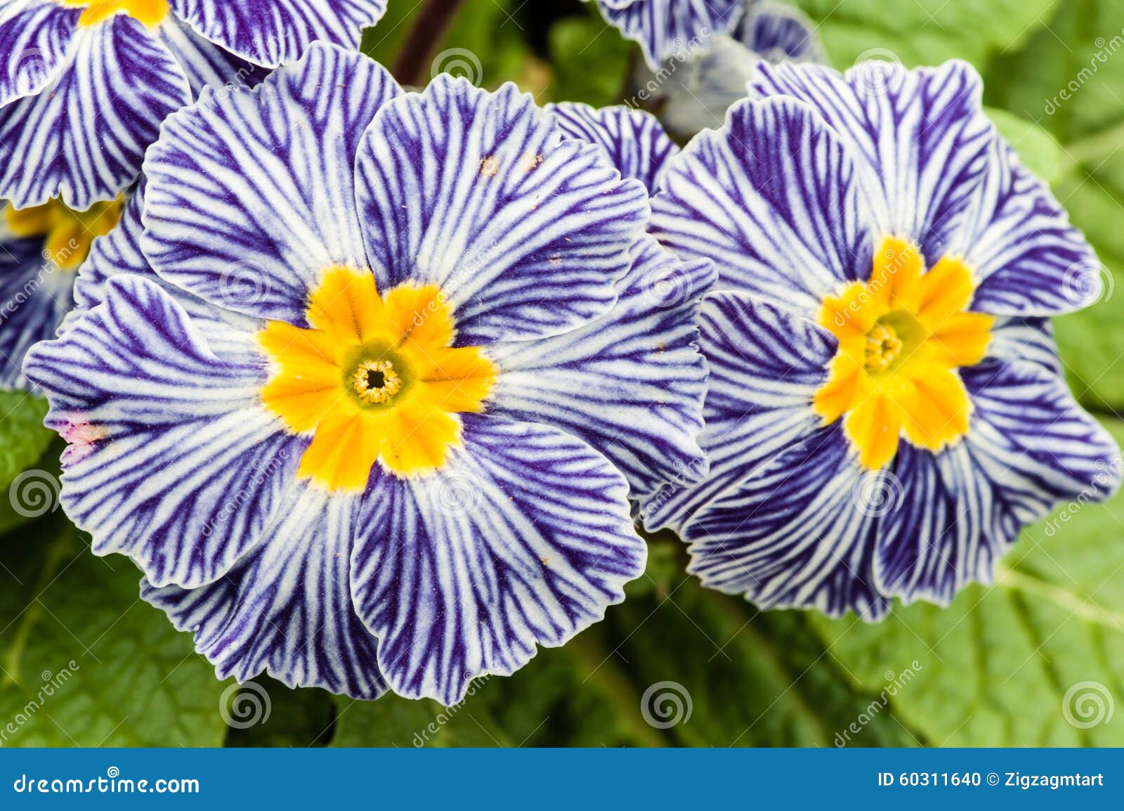 Primrose Flowers with Blue Stripes Stock Photo - Image of blooming ...