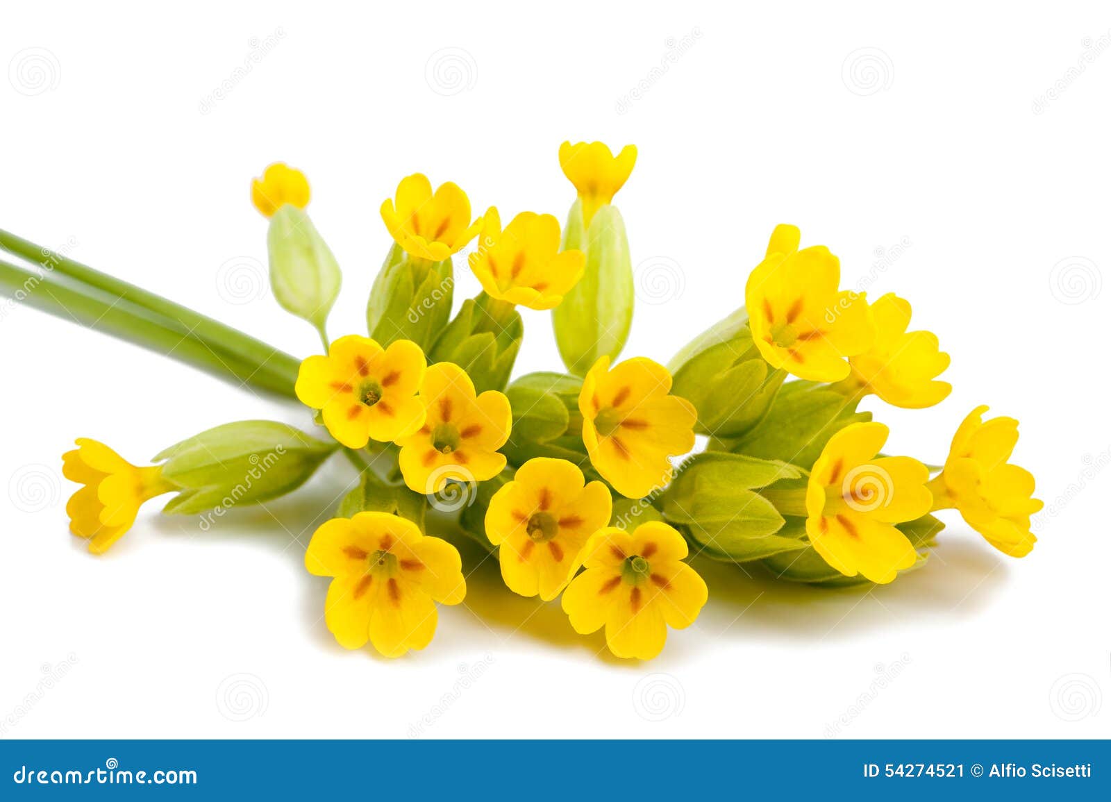 Primrose flowers stock image. Image of bunch, herb, natural - 54274521