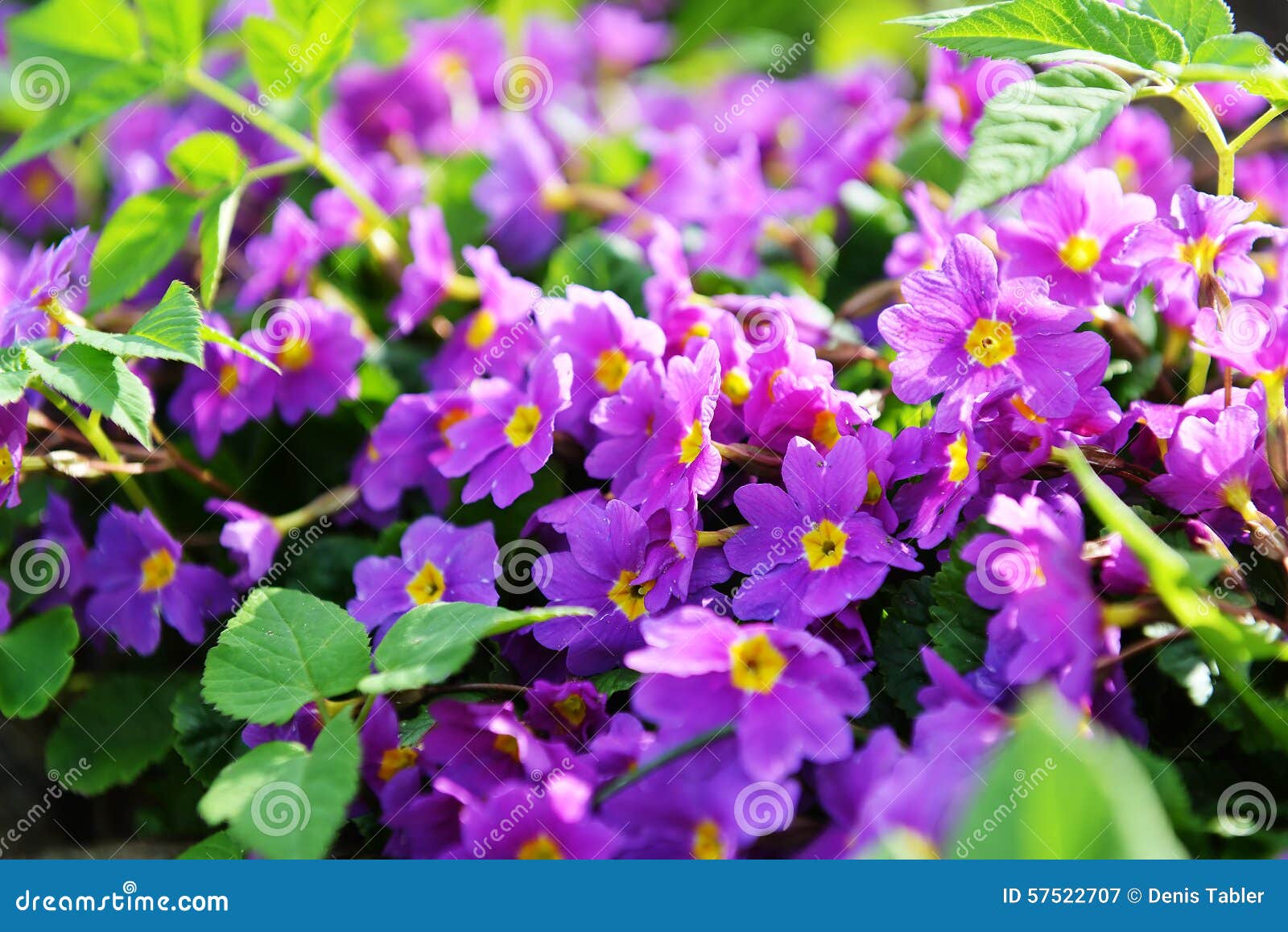 Primrose flowers stock image. Image of beautiful, outdoor - 57522707