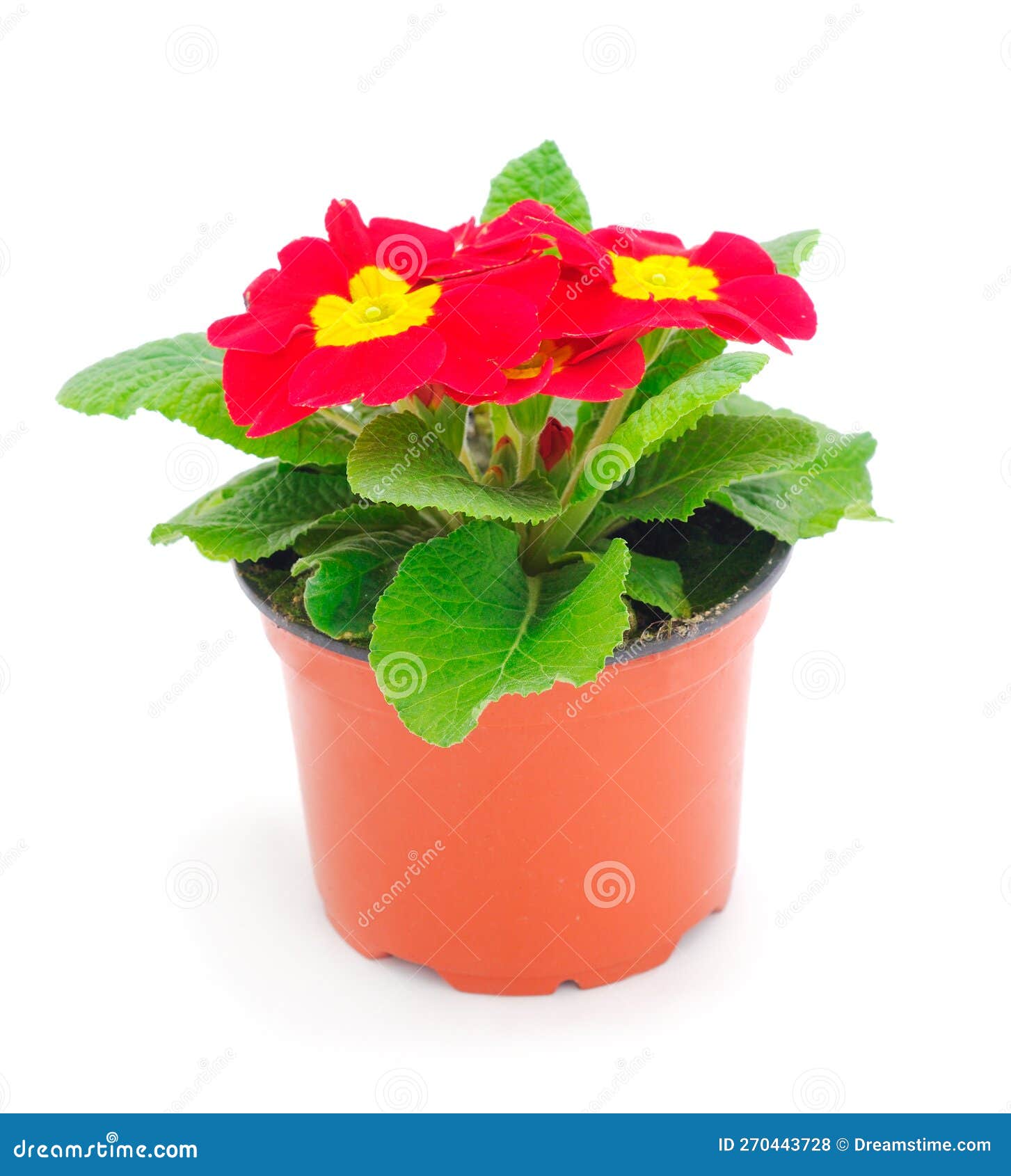 Primrose flowers in a pot stock photo. Image of object - 270443728
