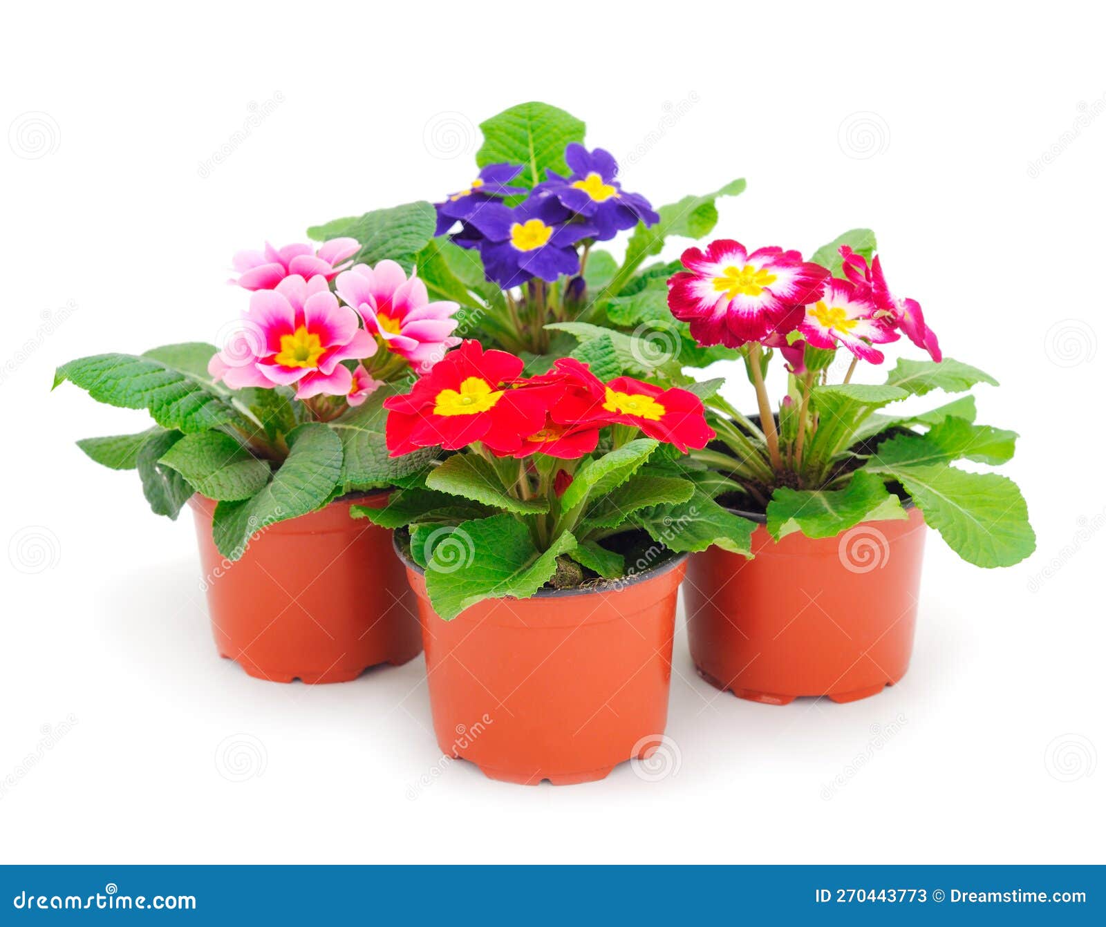Primrose flowers in a pot stock image. Image of blossom - 270443773