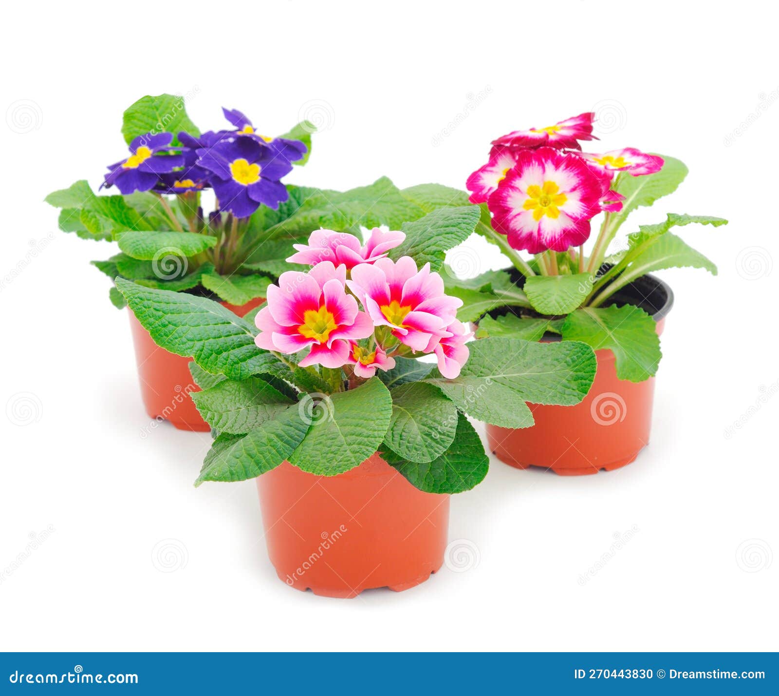 Primrose flowers in a pot stock photo. Image of blossom - 270443830
