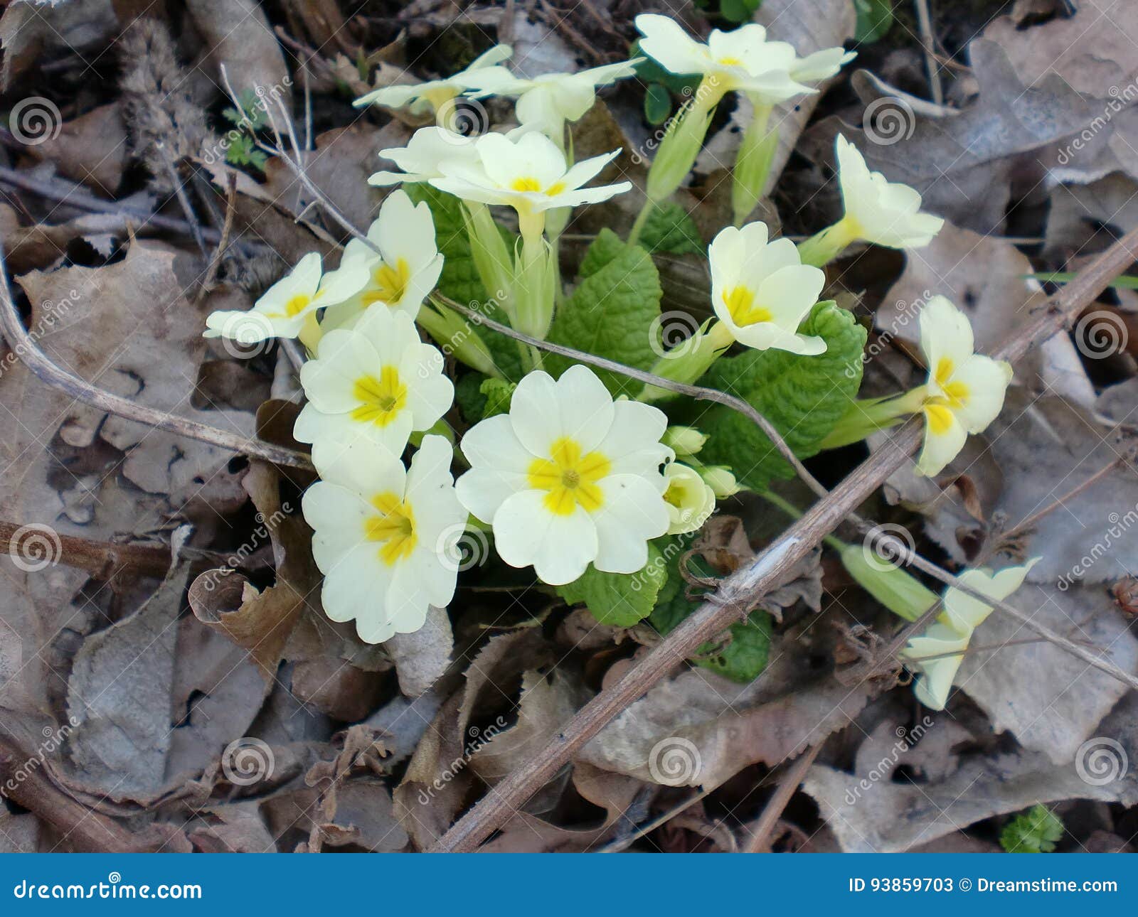 Primrose stock image. Image of yellow, brown, leaves - 93859703