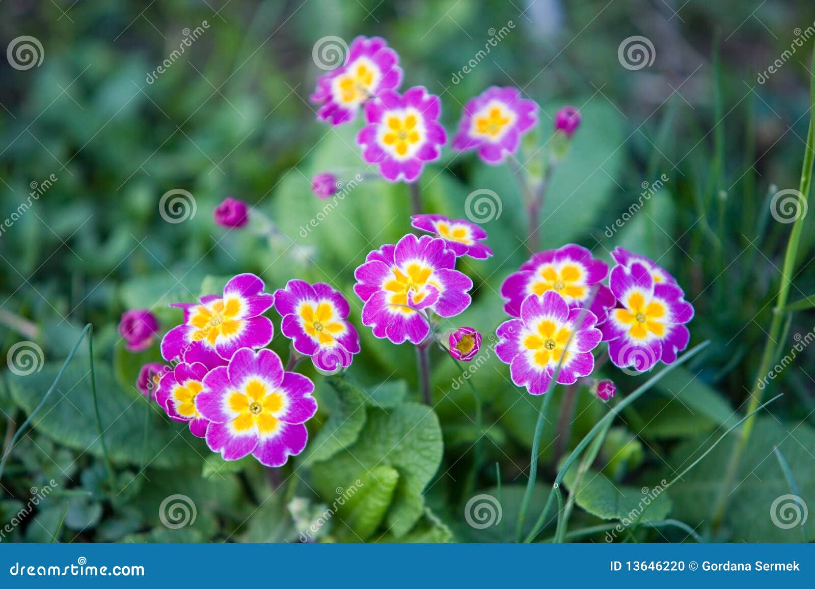 5,811 Forest Primrose Stock Photos - Free & Royalty-Free Stock Photos ...