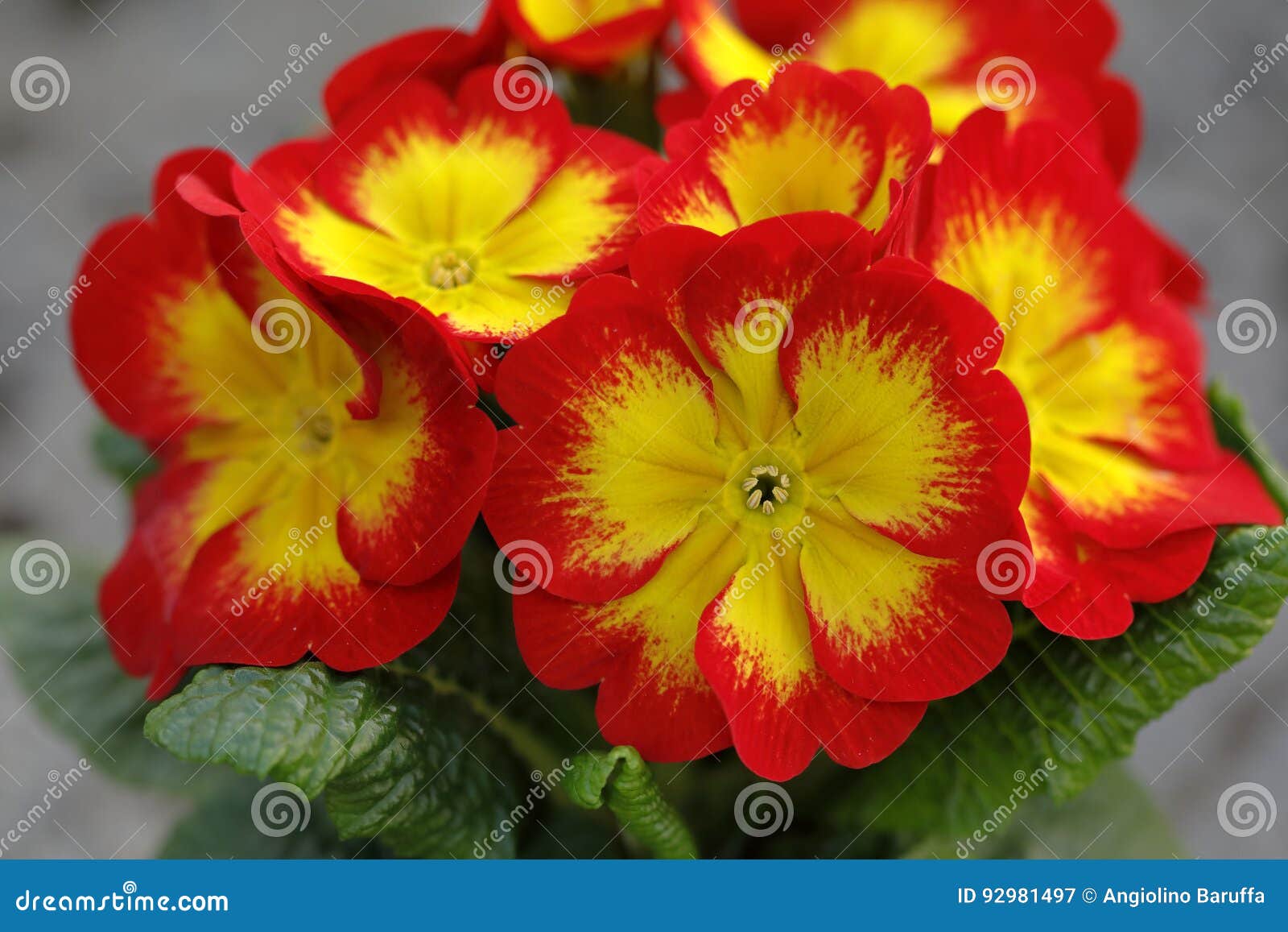 Primrose stock image. Image of colored, gardening, leaf - 92981497