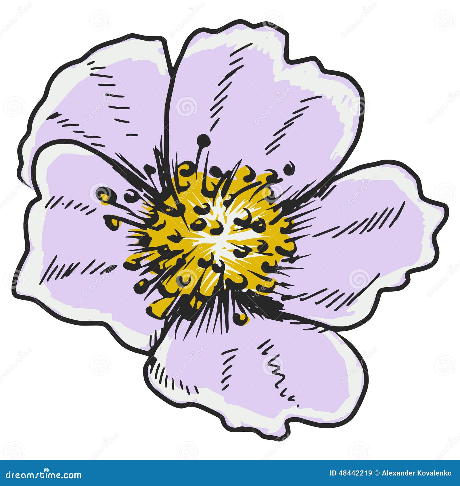 Primrose stock vector. Illustration of isolated, pink - 48442219