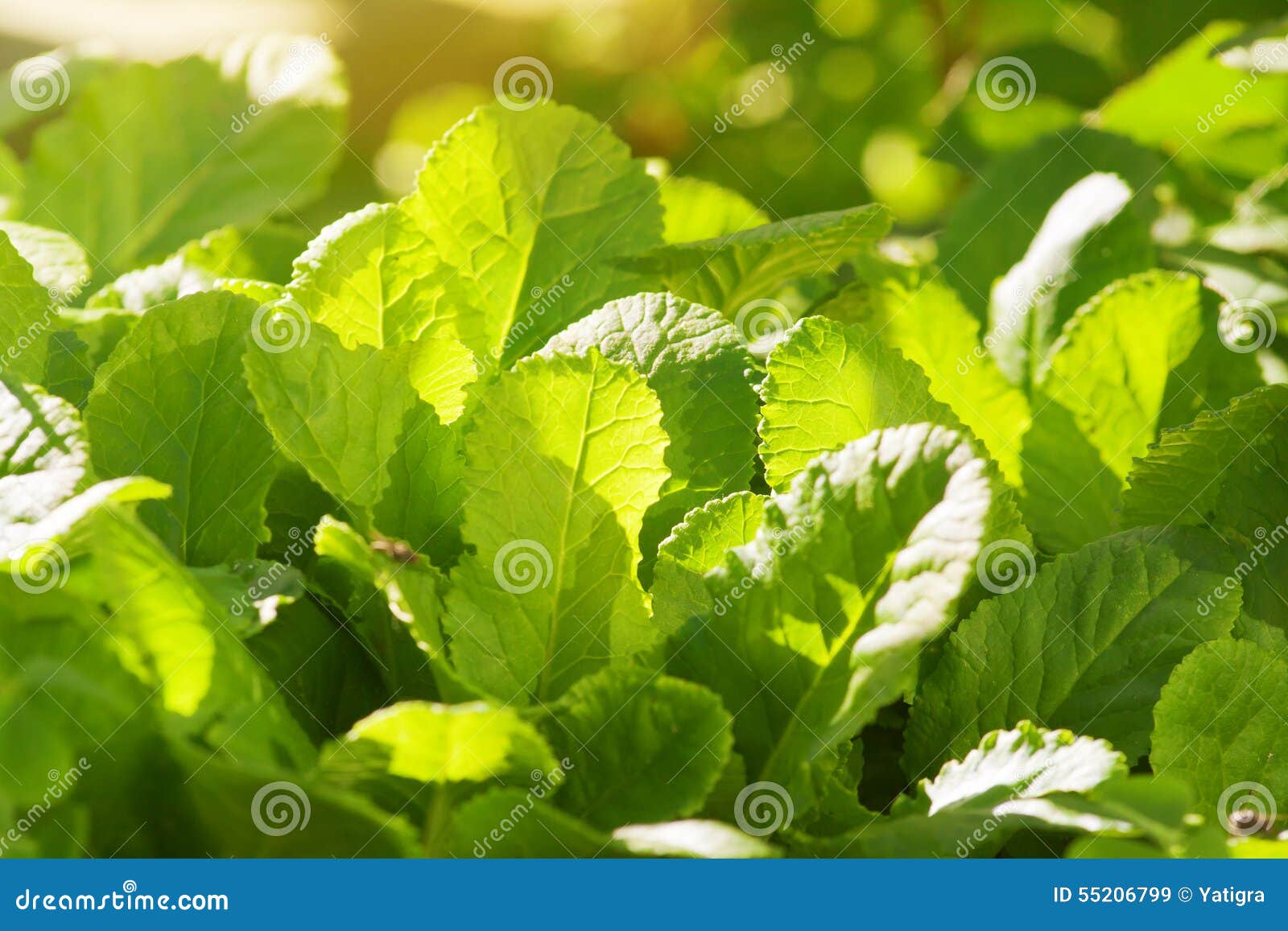 Primrose leaves, backlit stock image. Image of ground - 55206799