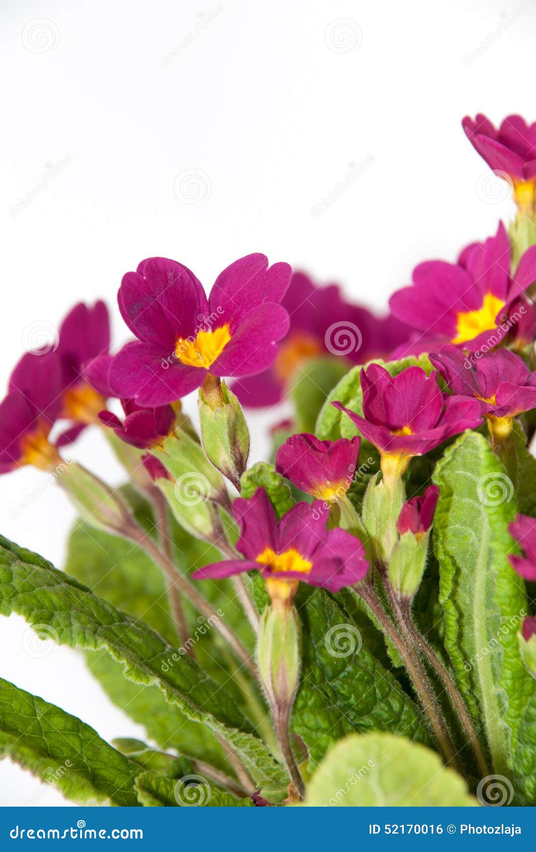 Primrose with Leaves on a White Background Stock Photo - Image of ...