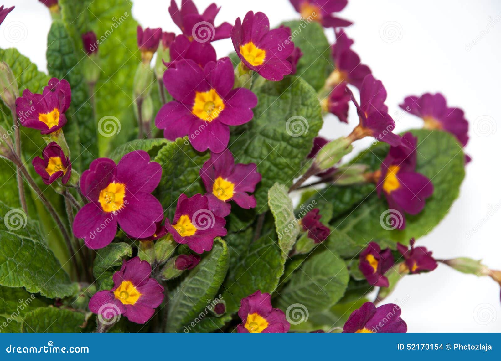 Primrose with Leaves on a White Background Stock Photo - Image of ...
