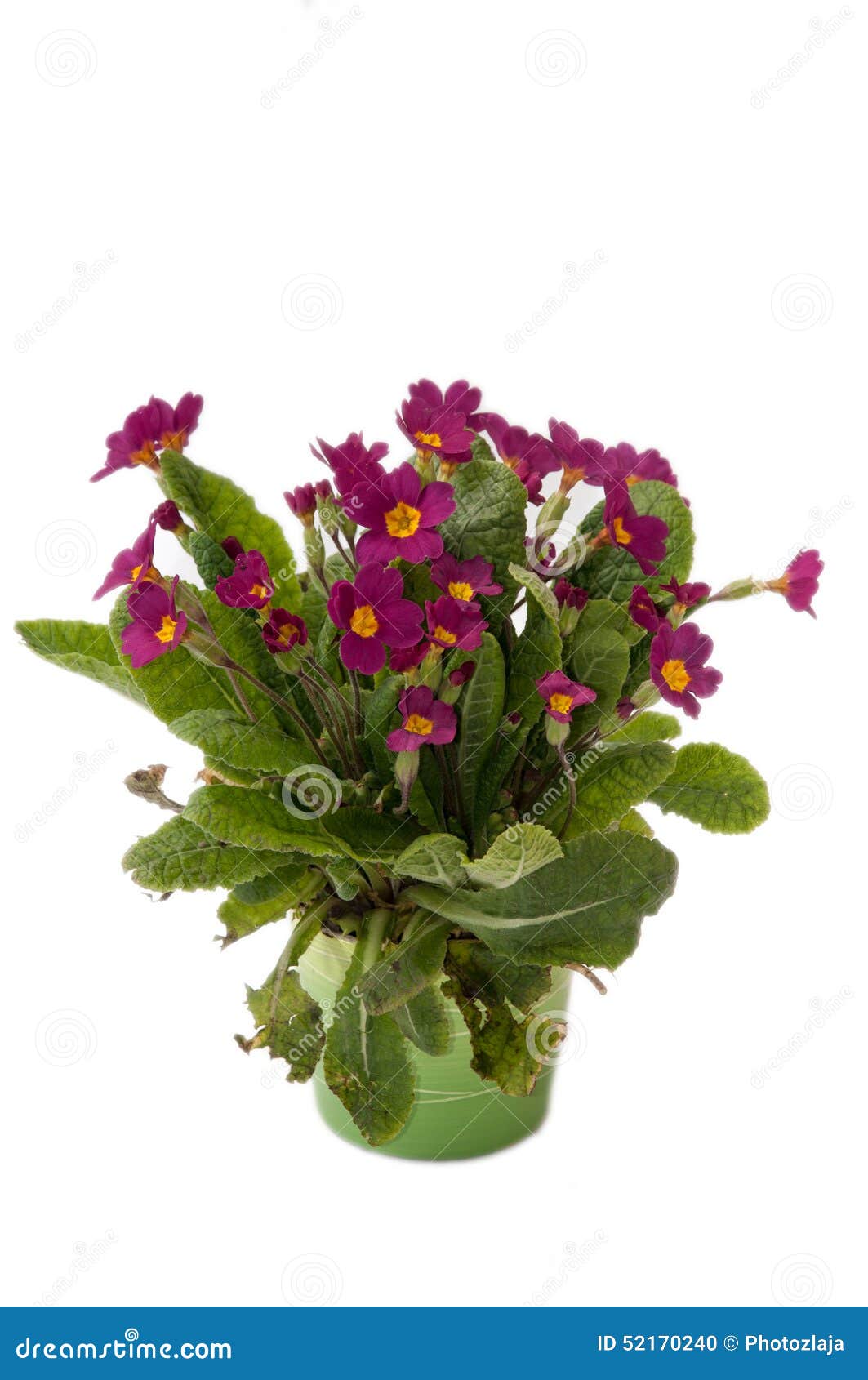 Primrose with Leaves on a White Background Stock Photo - Image of ...