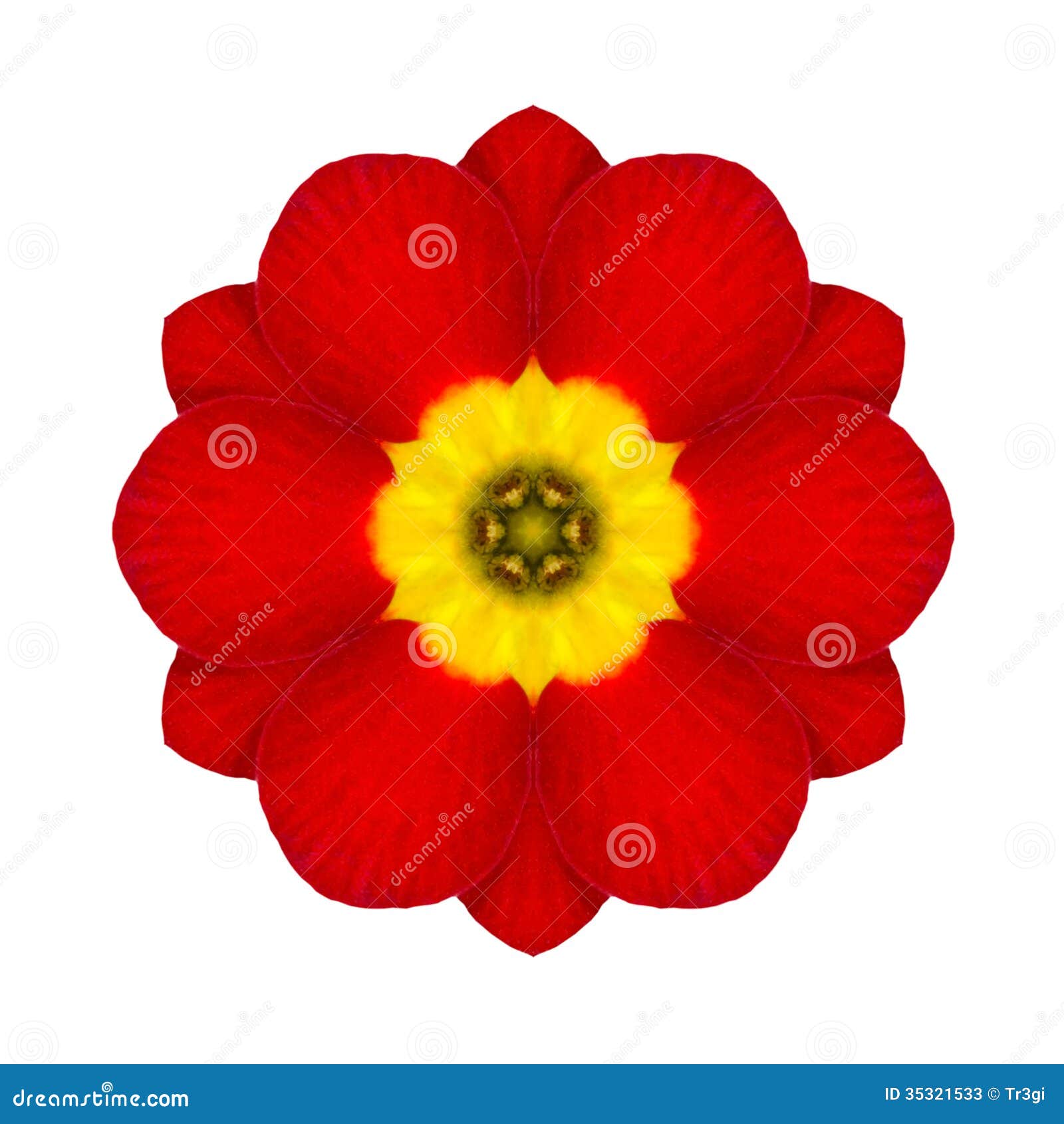 Primrose Mandala Flower Kaleidoscopic Isolated on White Stock Image ...