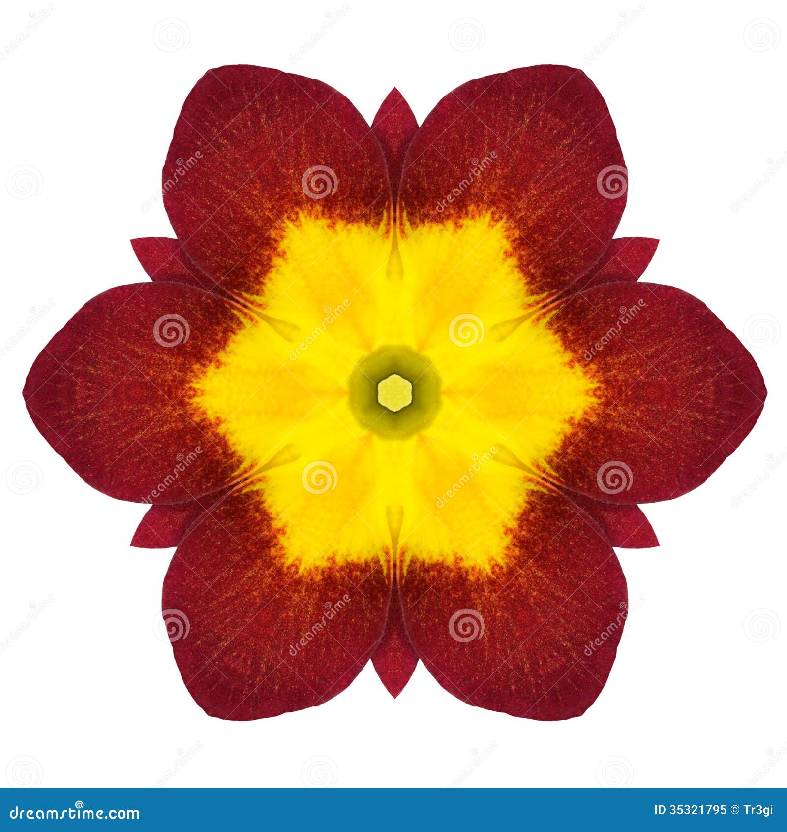 Primrose Mandala Flower Kaleidoscopic Isolated on White Stock Image ...