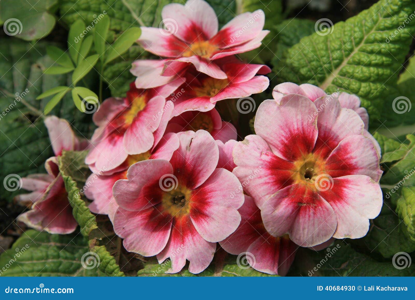 Primrose stock photo. Image of season, pistil, botany - 40684930