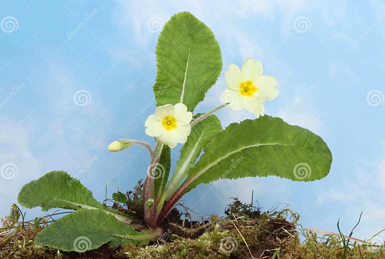Primrose plant stock photo. Image of flower, petal, moss - 24489936