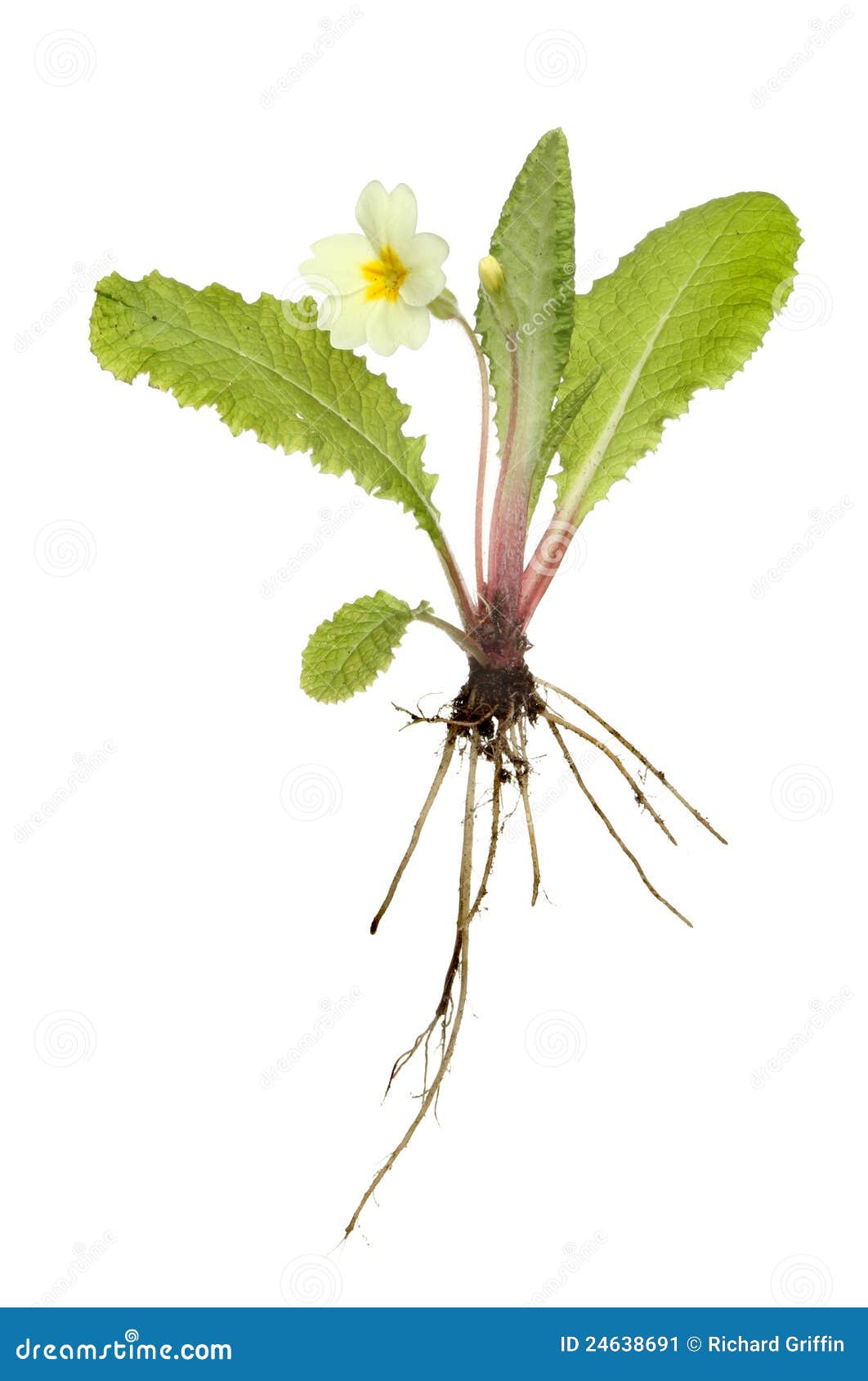 Primrose plant stock image. Image of leaf, isolated, yellow - 24638691