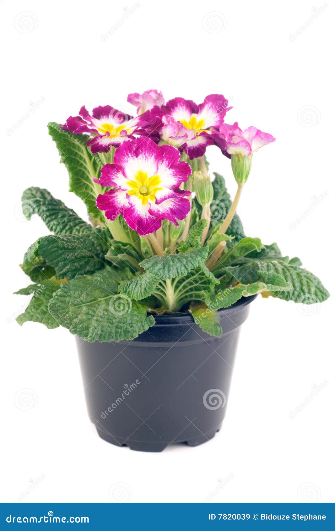 Primrose Pot Royalty Free Stock Images - Image: 7820039