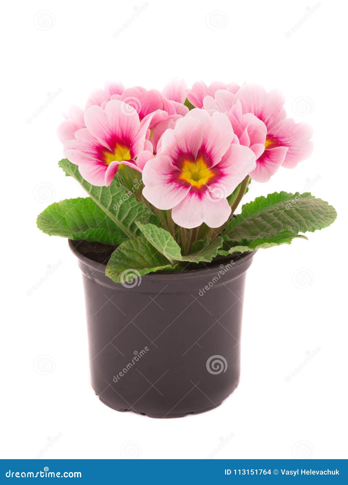 Primrose stock photo. Image of green, beautiful, flowers - 113151764