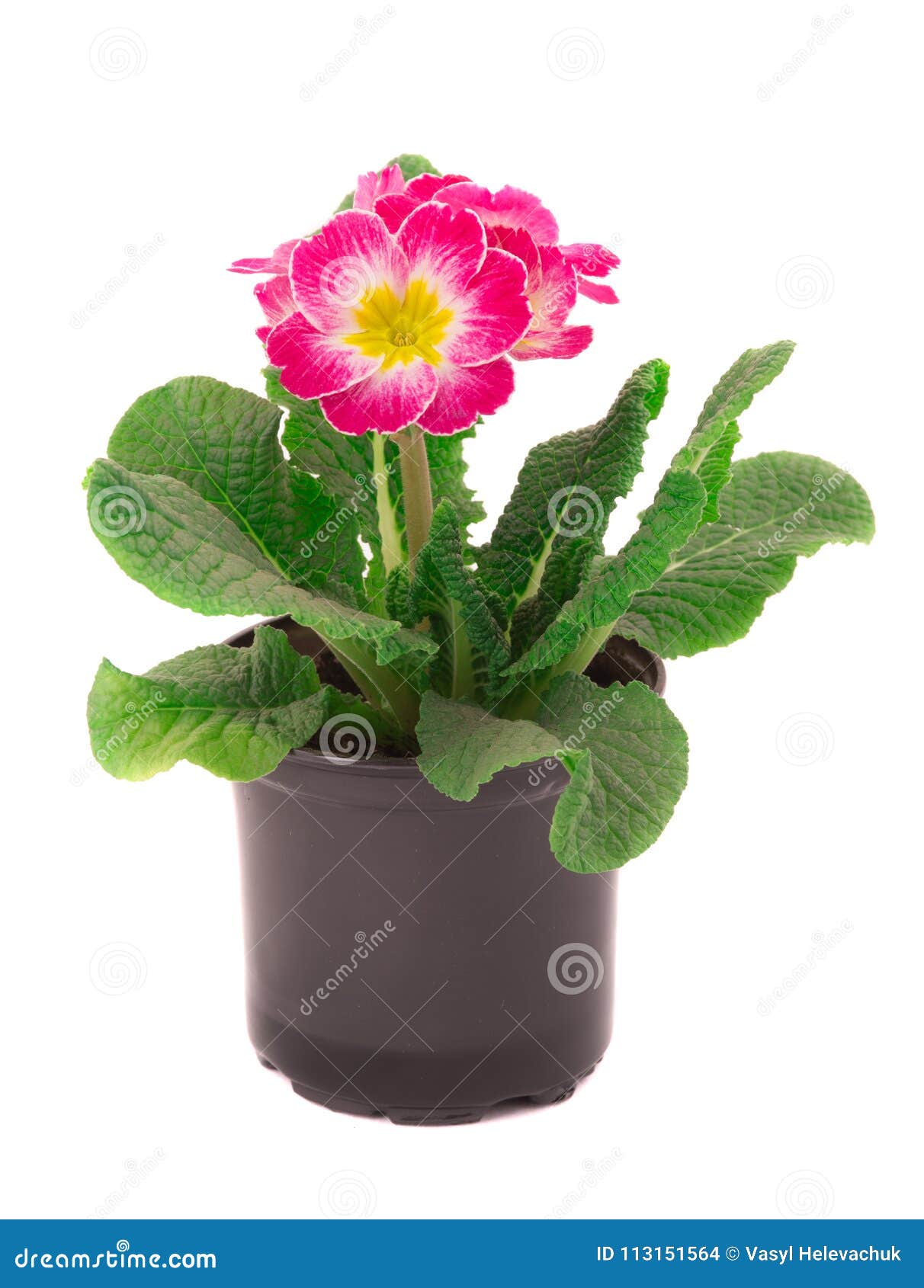 Primrose stock photo. Image of spring, potted, winter - 113151564