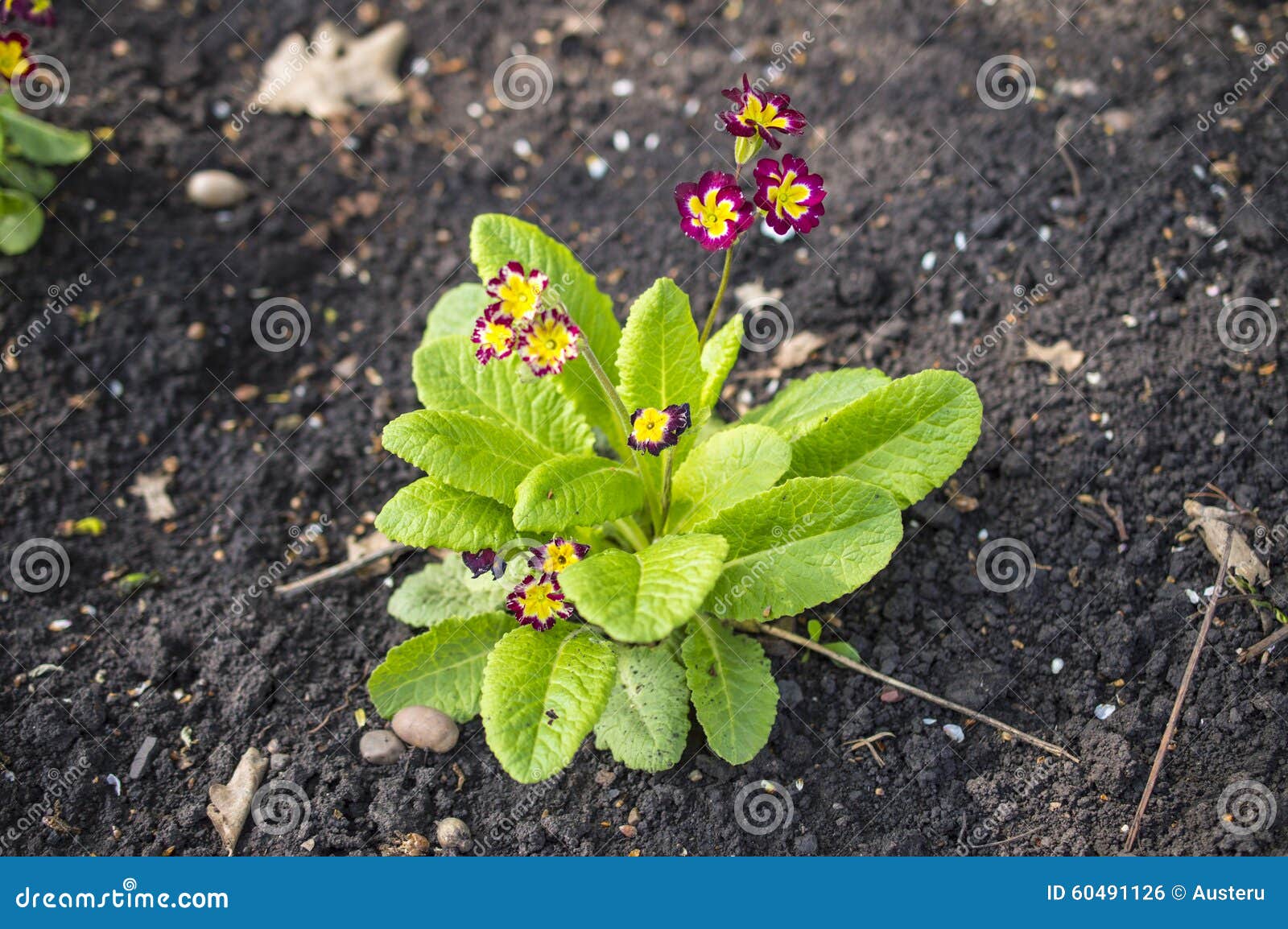 Primrose stock photo. Image of earth, decorative, elegant - 60491126