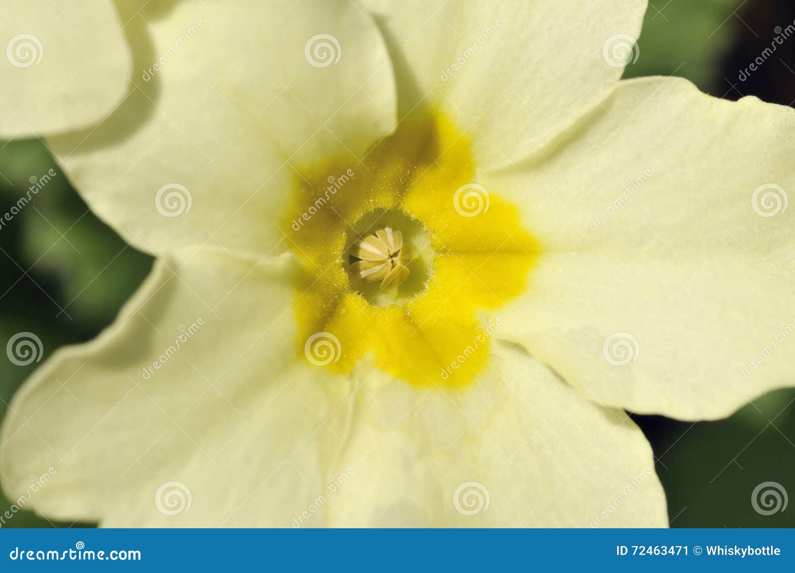 Primrose stock image. Image of closeup, close, flora - 72463471