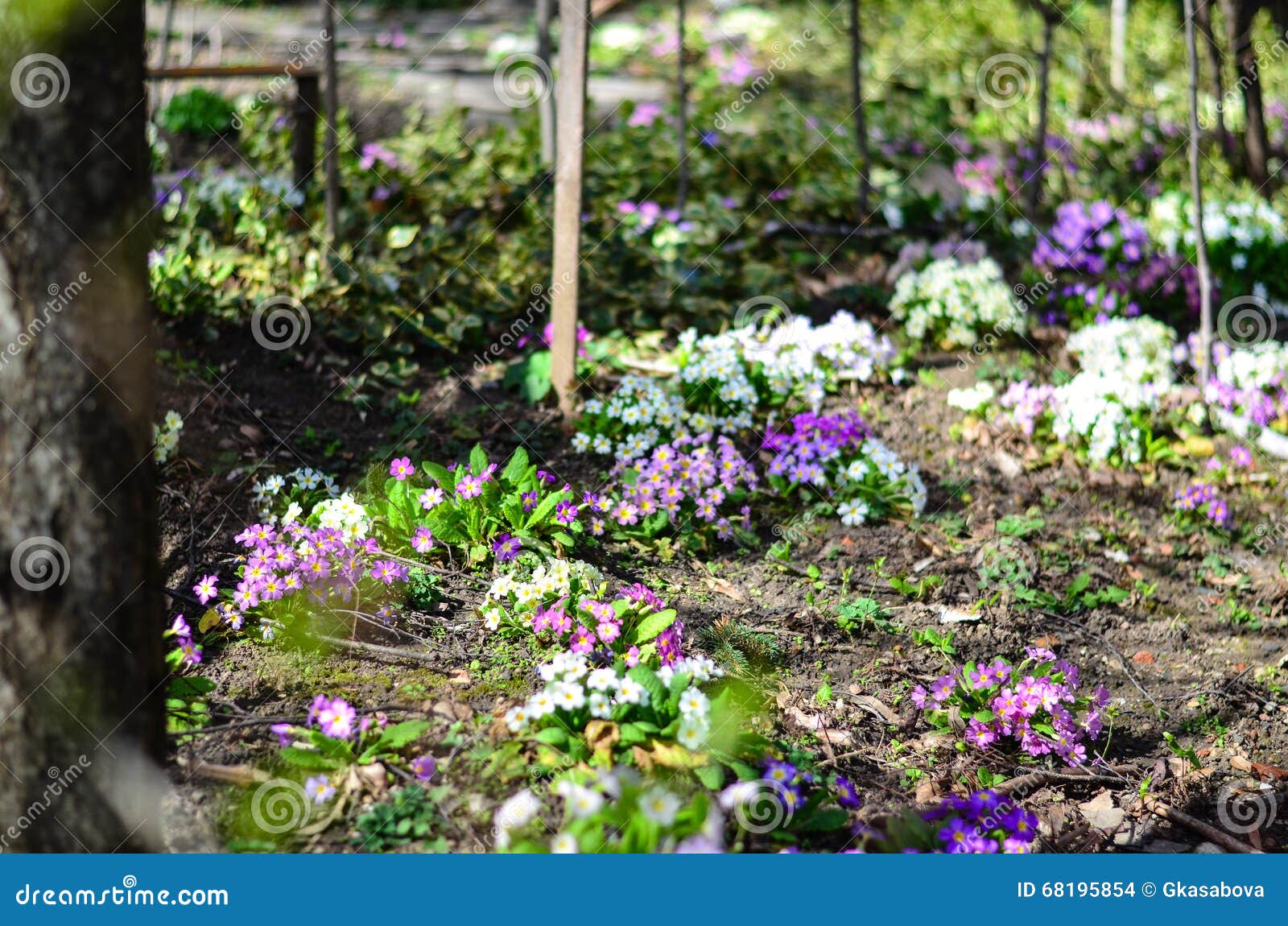 Primrose - Primula Vulgaris Stock Photo - Image of herb, cotswold: 68195854