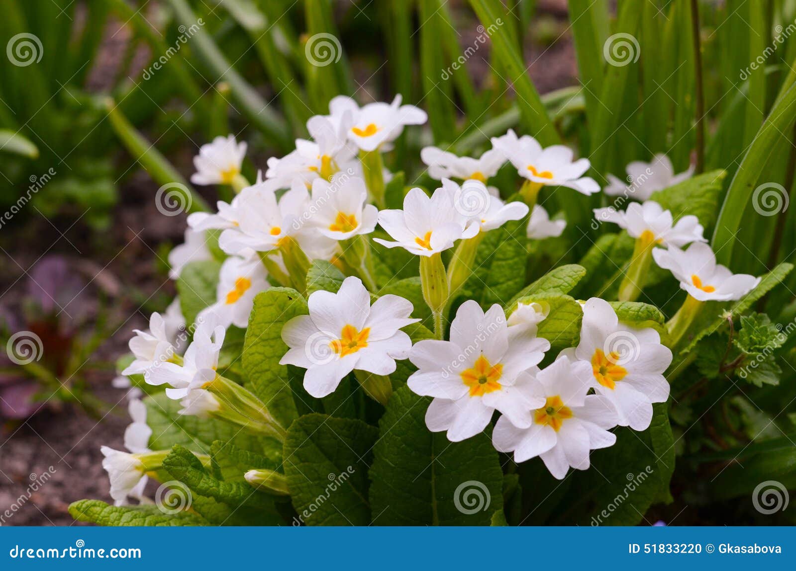 Primrose - Primula Vulgaris Stock Photo - Image of british, green: 51833220