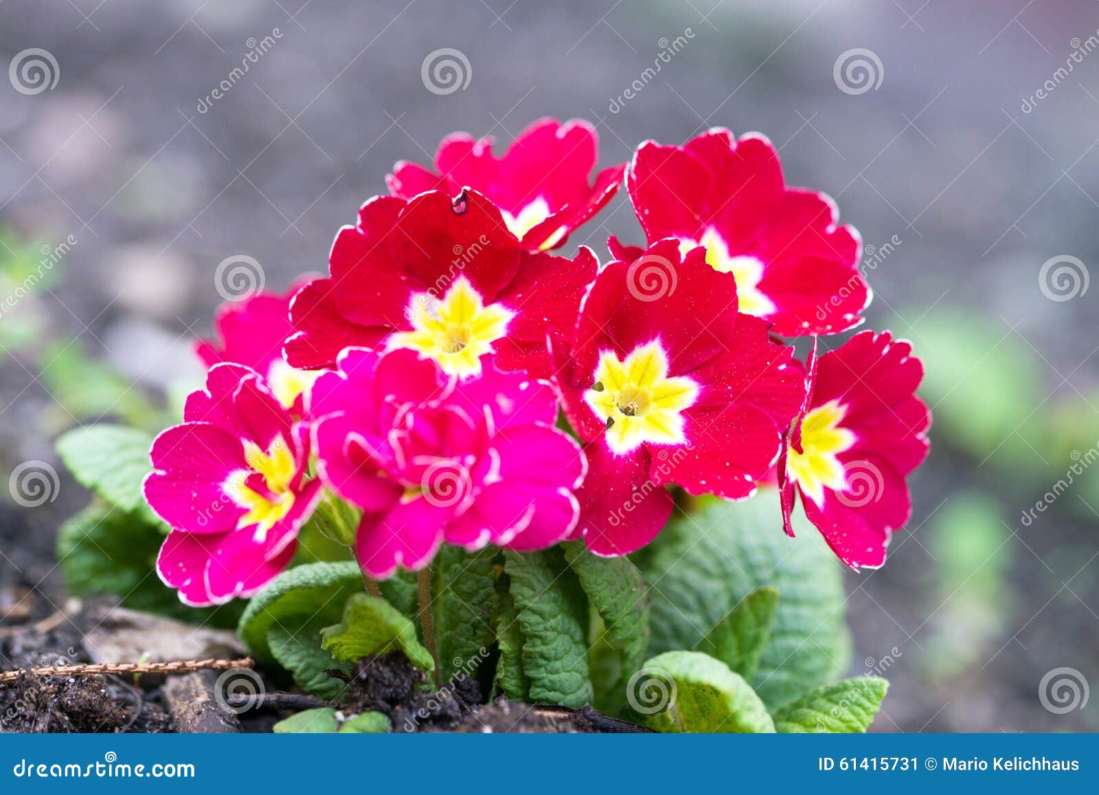 Primrose stock image. Image of flower, plant, colored - 61415731