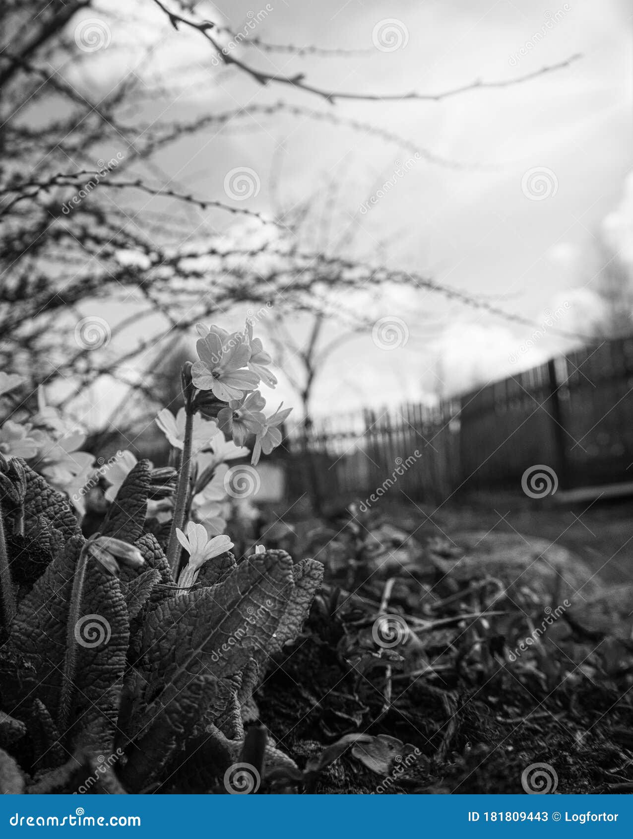 Primrose with the Sky Background Black and White Stock Image - Image of ...