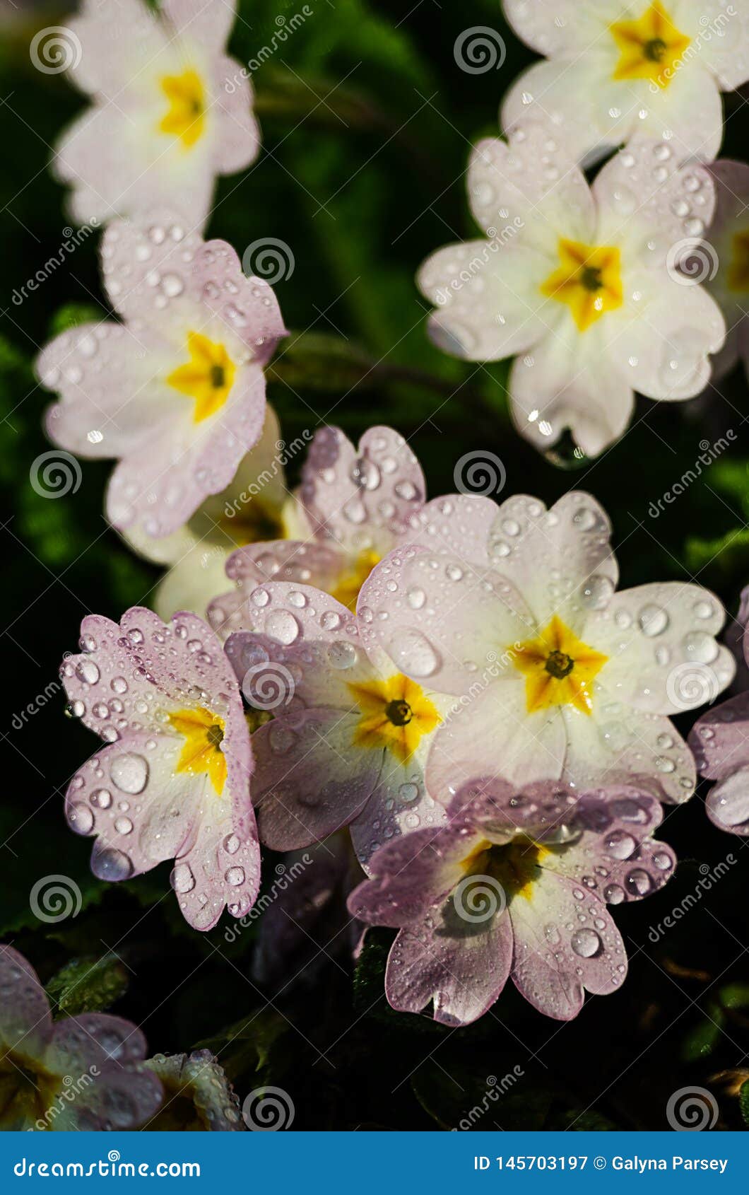 Primrose Small Spring Flowers are Growing Stock Image - Image of nature ...