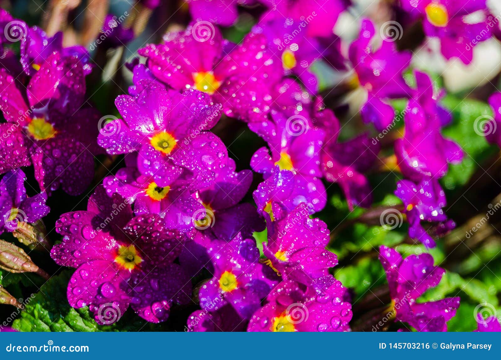 Primrose Small Spring Flowers are Growing Stock Photo - Image of ...