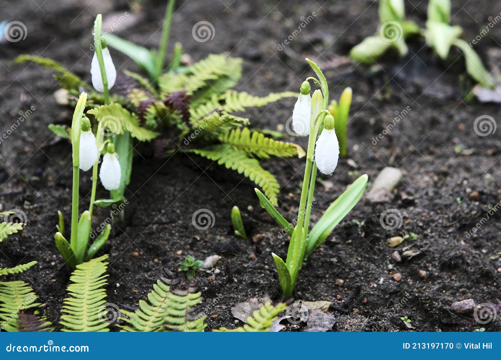 Primrose Snowdrops in the Ground in the Garden Stock Photo - Image of ...