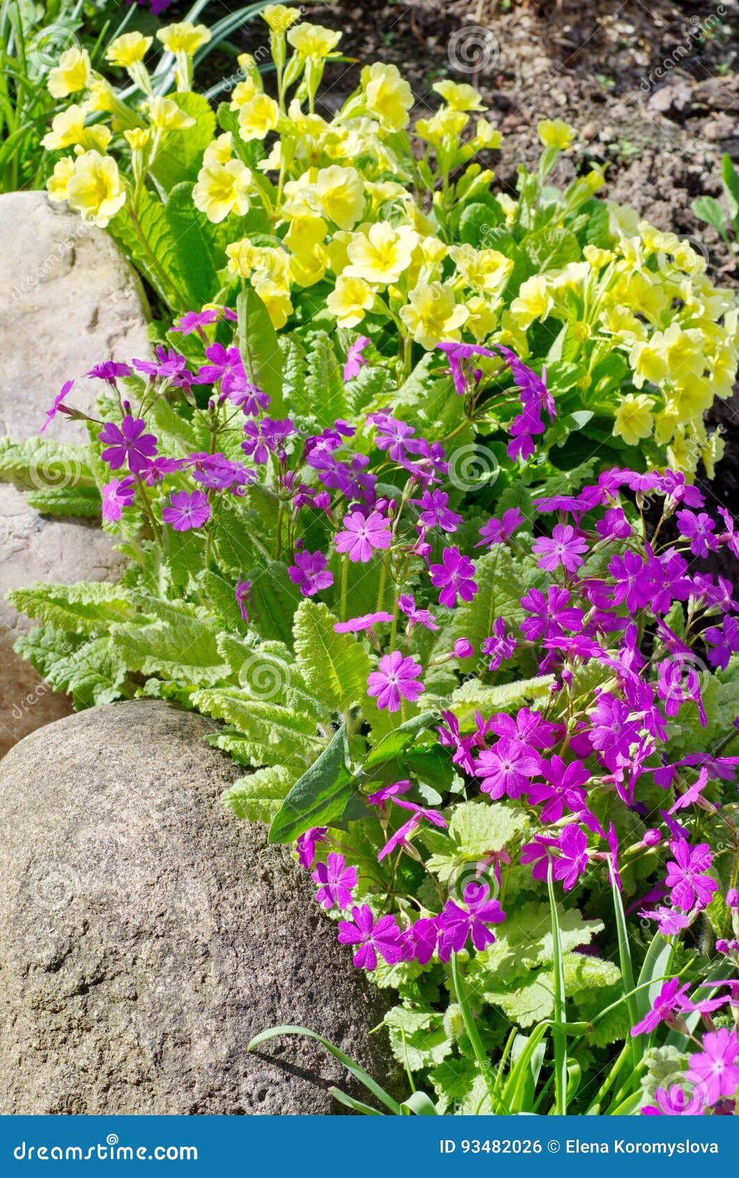 Primrose for Spring Flower Bed Stock Photo - Image of yellow ...