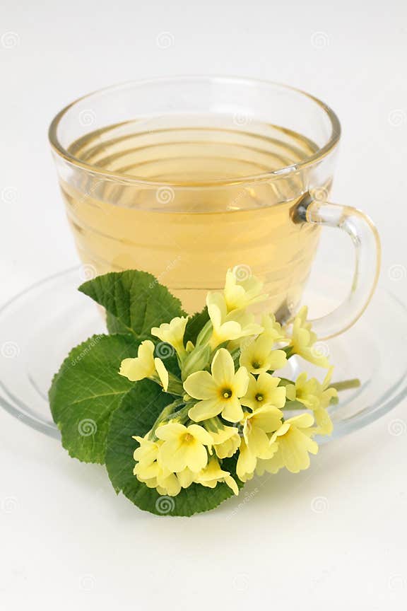 Primrose tea stock photo. Image of vertical, healthy - 13893376